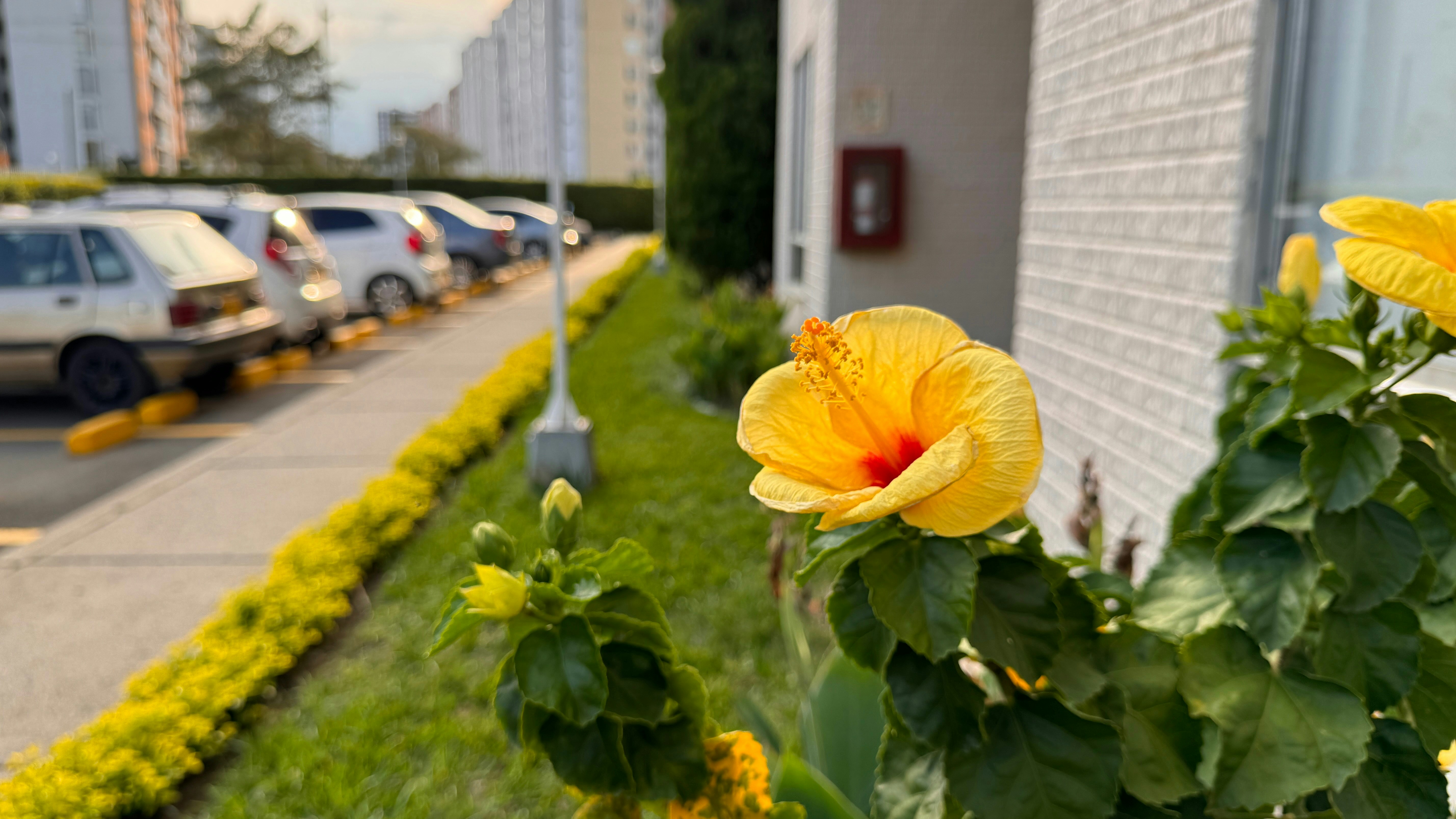 Yellow hibiscus in focus against a backdrop of parked cars and a building.