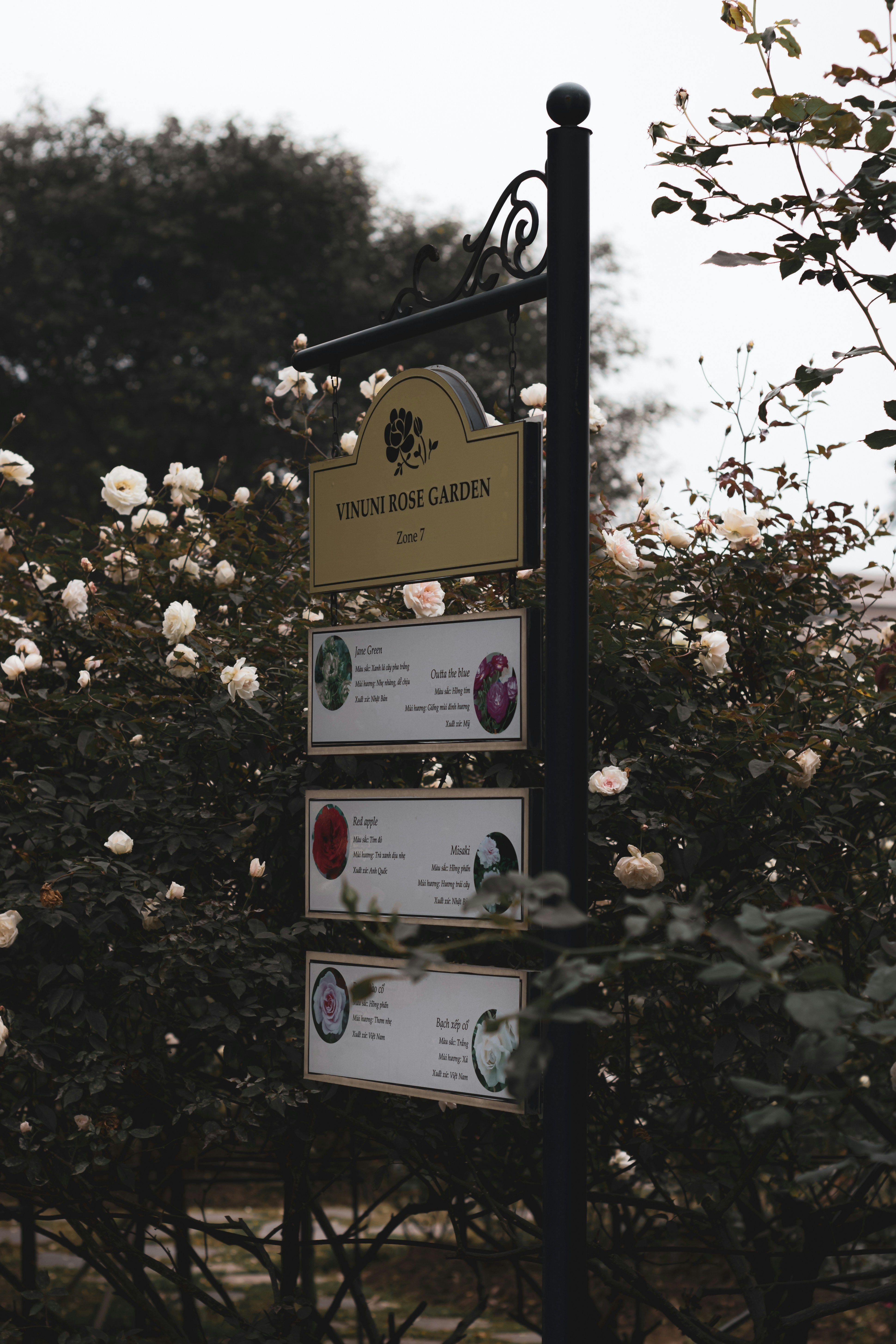 Signpost in a Rose Garden: Quiet Geometry among White Blooms