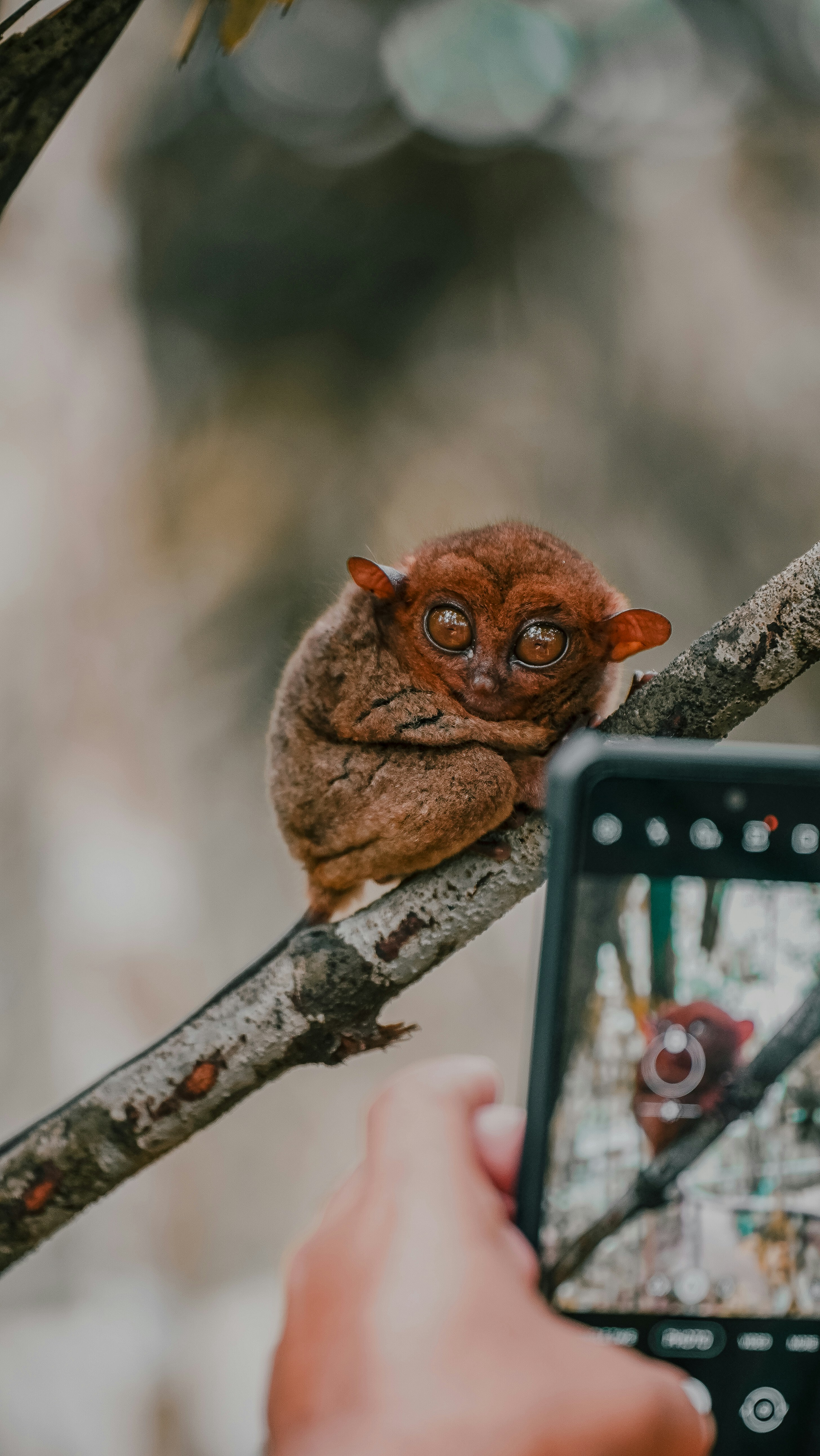 Curious Tarsier-like Pygmy Owl perched on a branch while a hand holds a smartphone to capture a photo