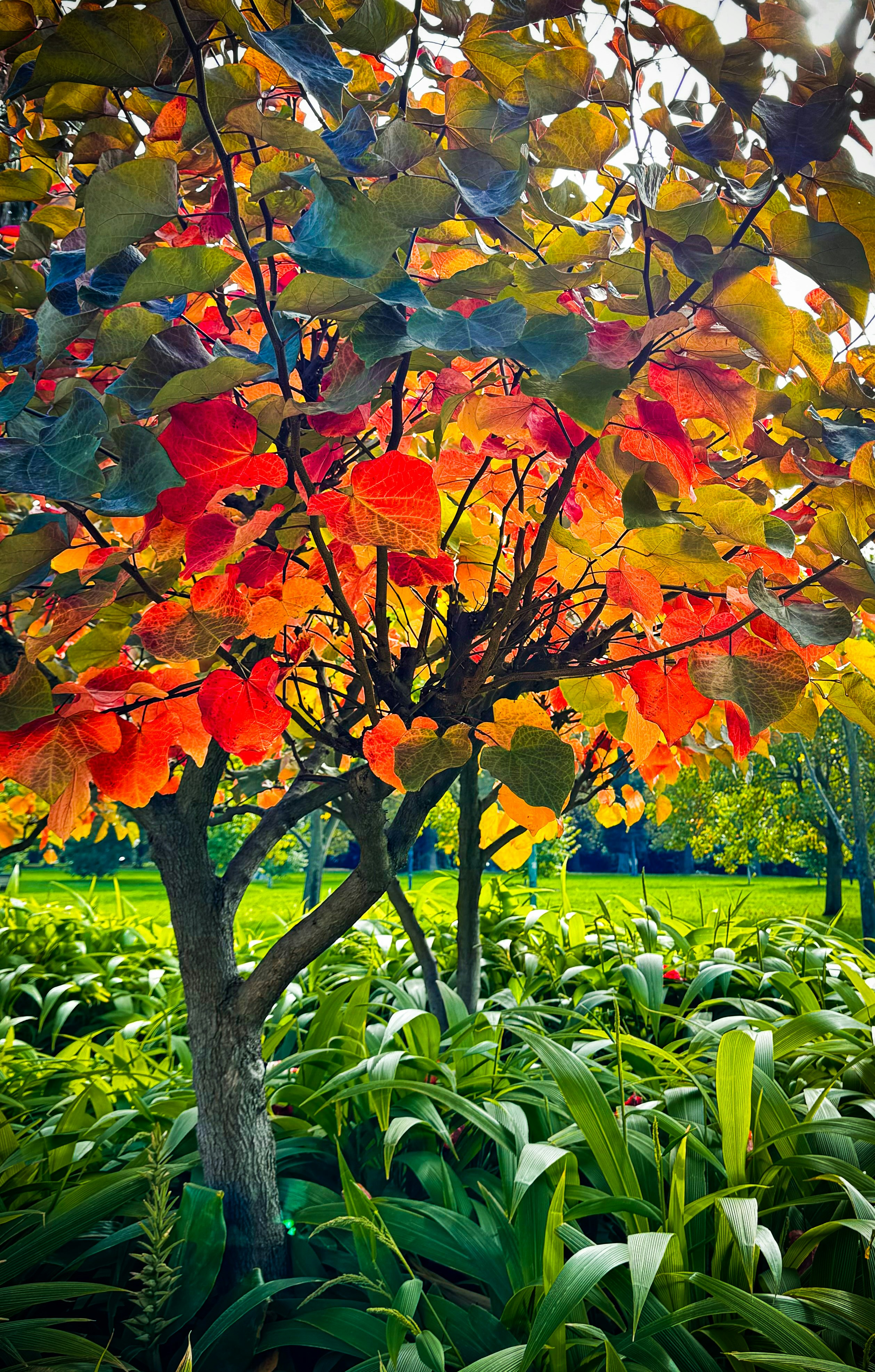 Crimson Canopy Over a Quiet Garden