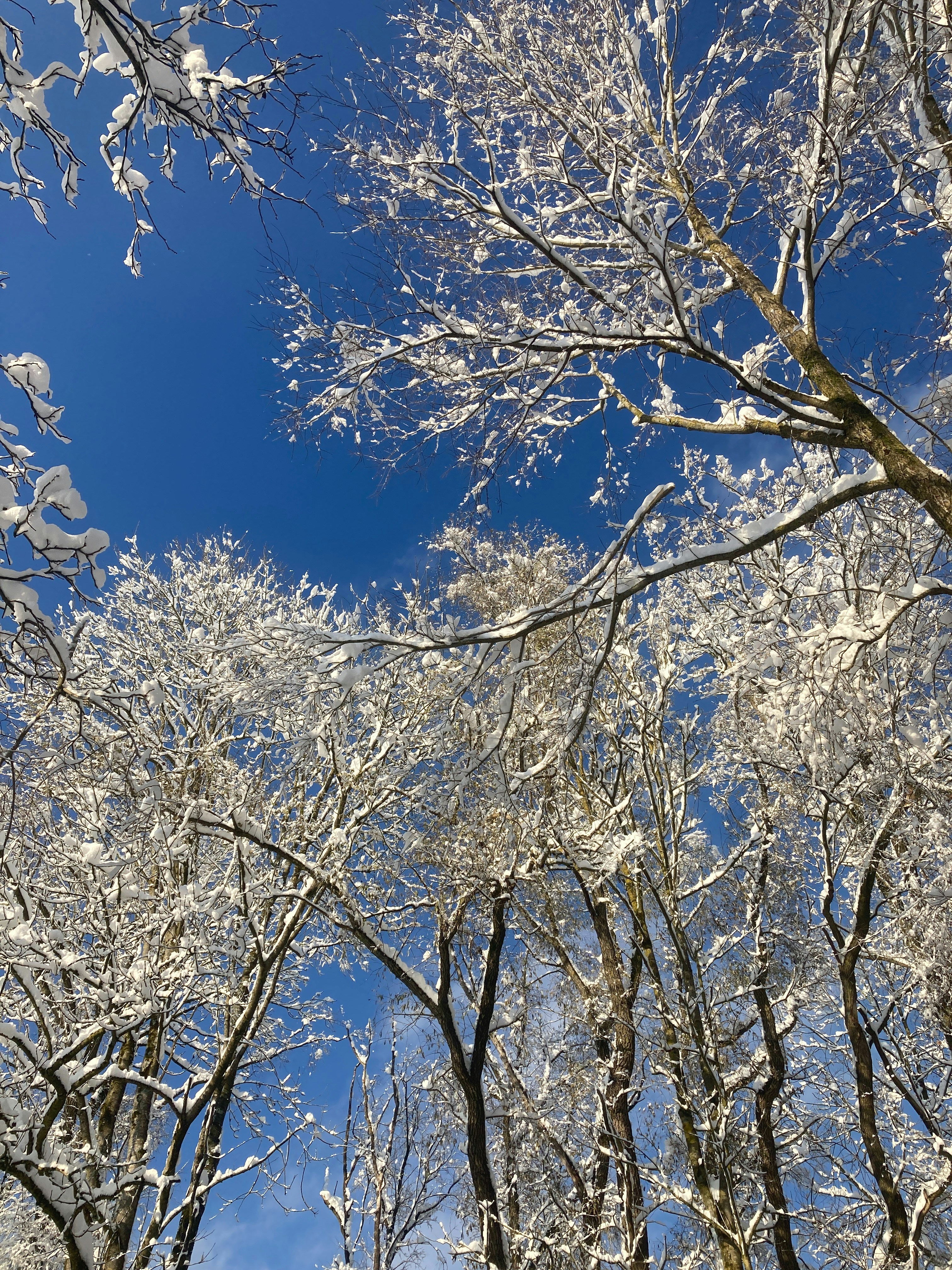 Snow on Trees. Blue Sky.