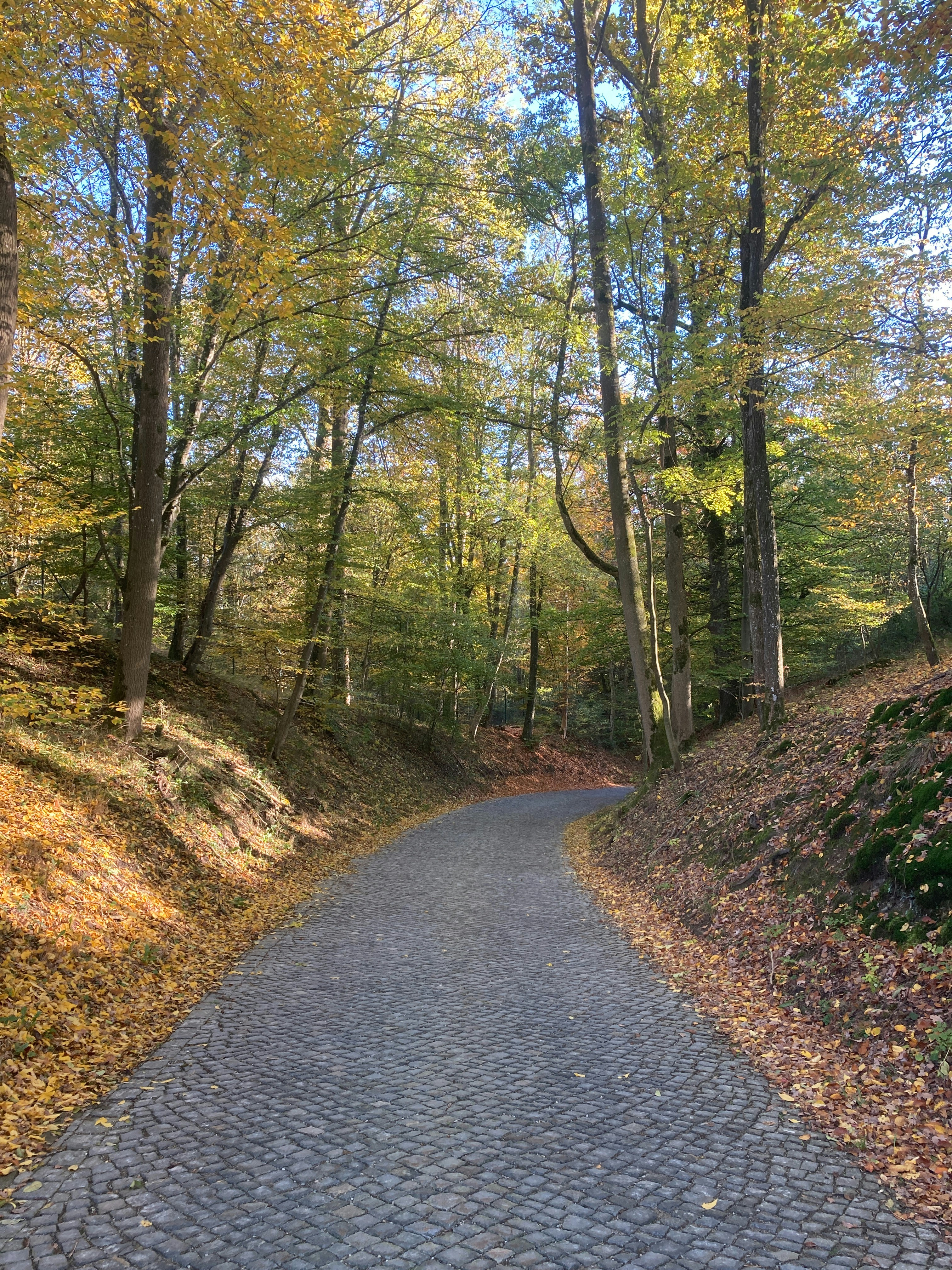 A paved road in the middle of a wooded area photo – Free Path Image on ...