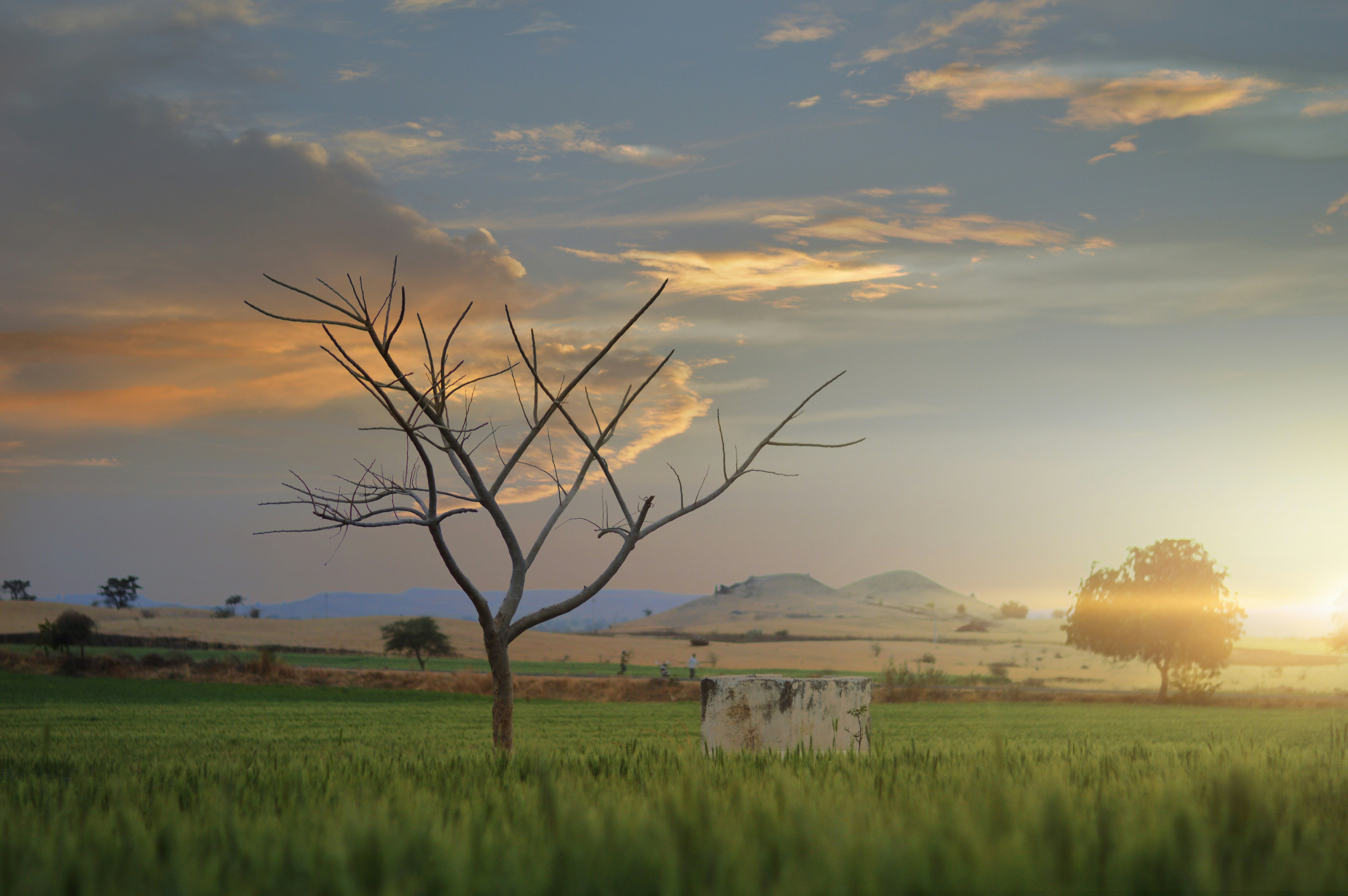 Beautiful sunset at wheat field with mountains in distant.