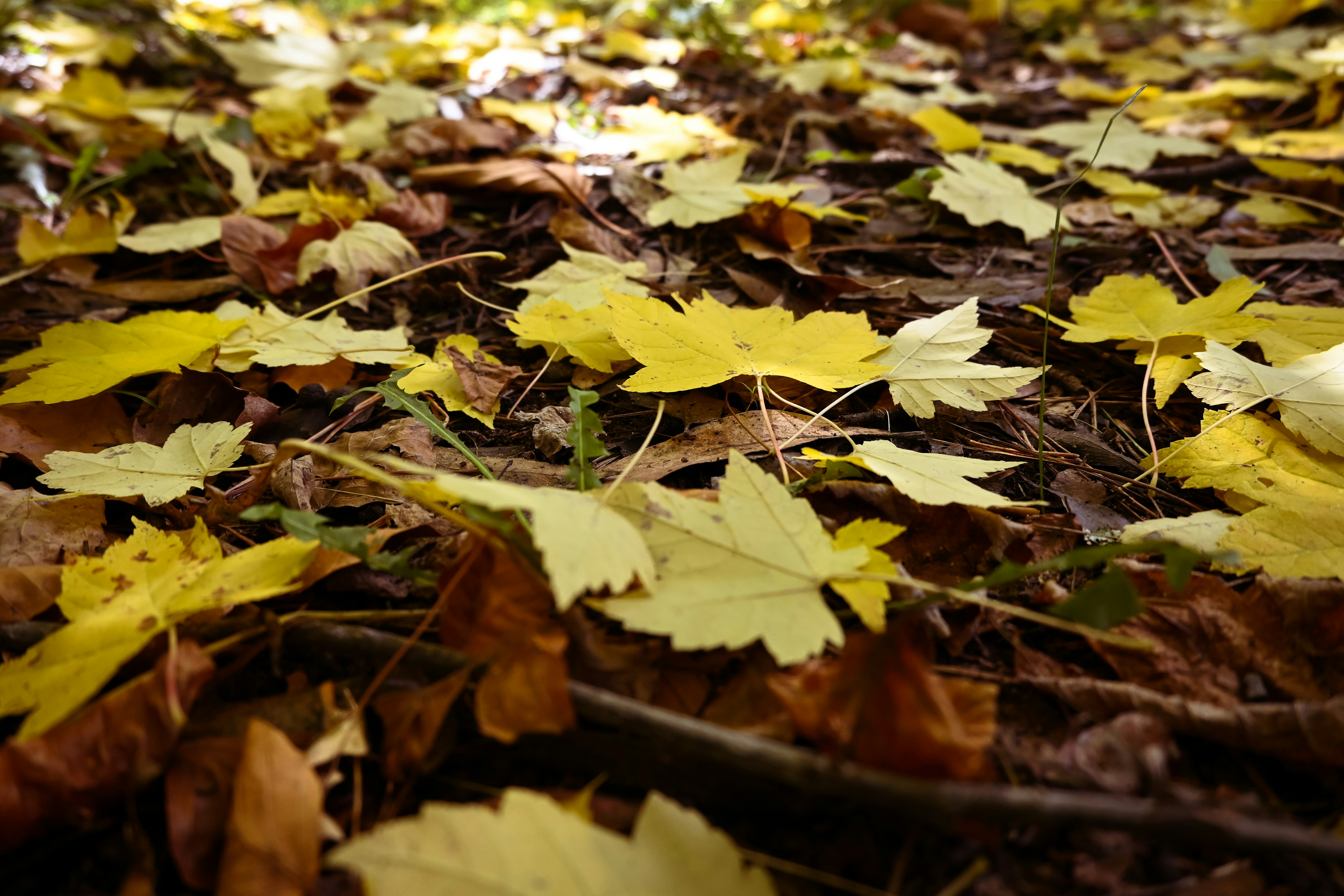A bunch of leaves that are laying on the ground photo – Free Mount ...