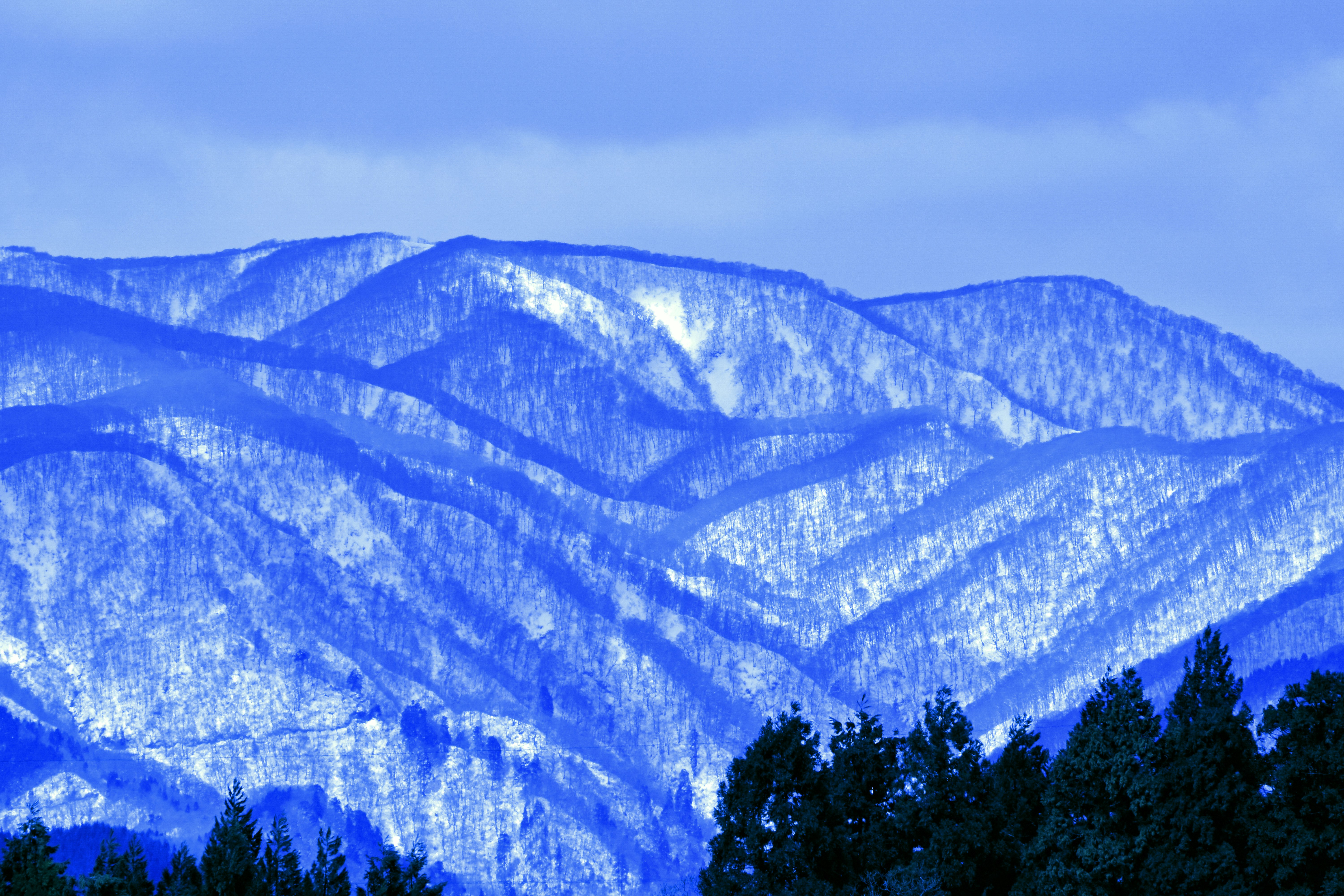 Indigo Ridges: Snow-Crowned Peaks Behind a Pine Frontier