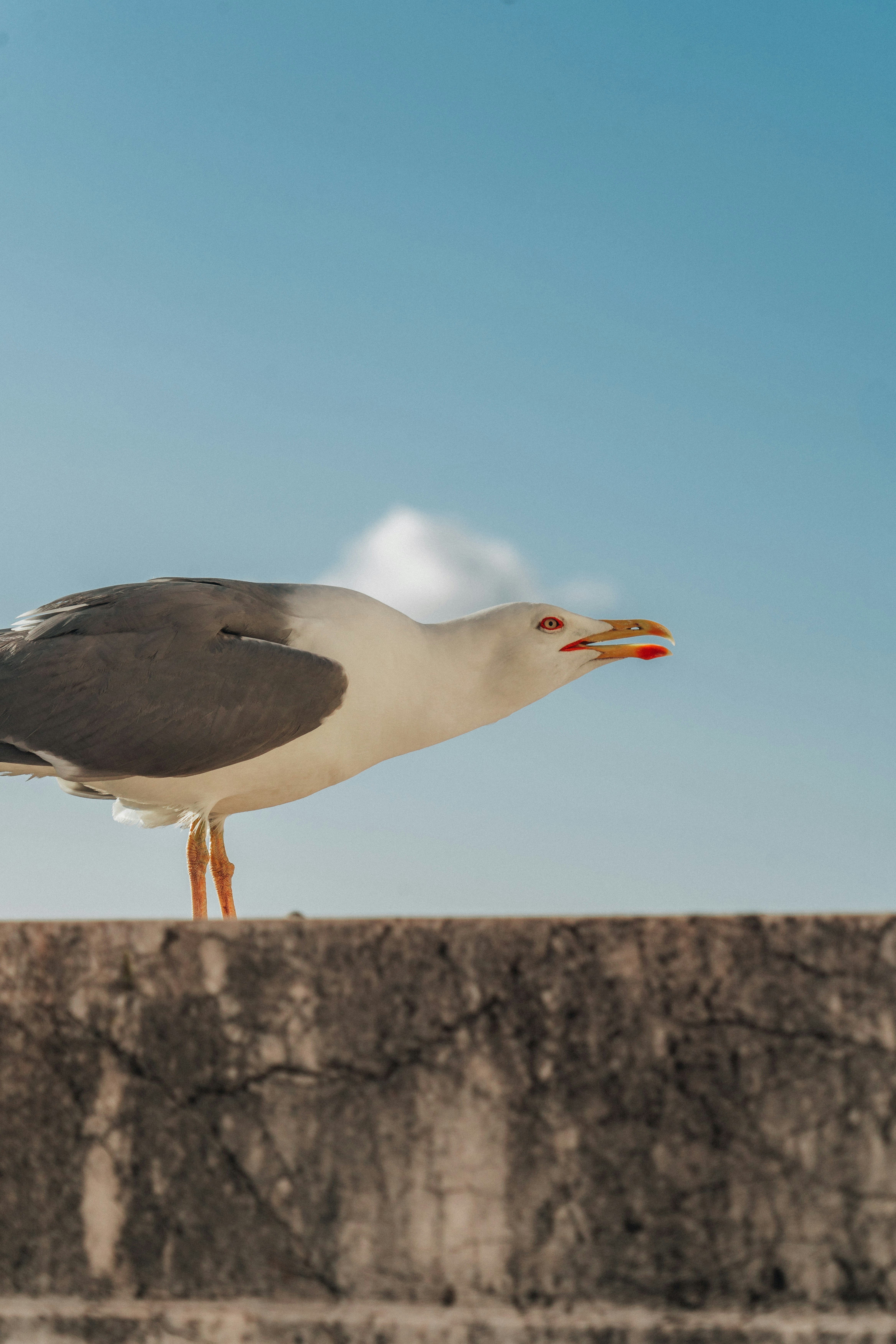 Seagull on a Weathered Wall: Commanding Gaze Against a Clear Sea Sky