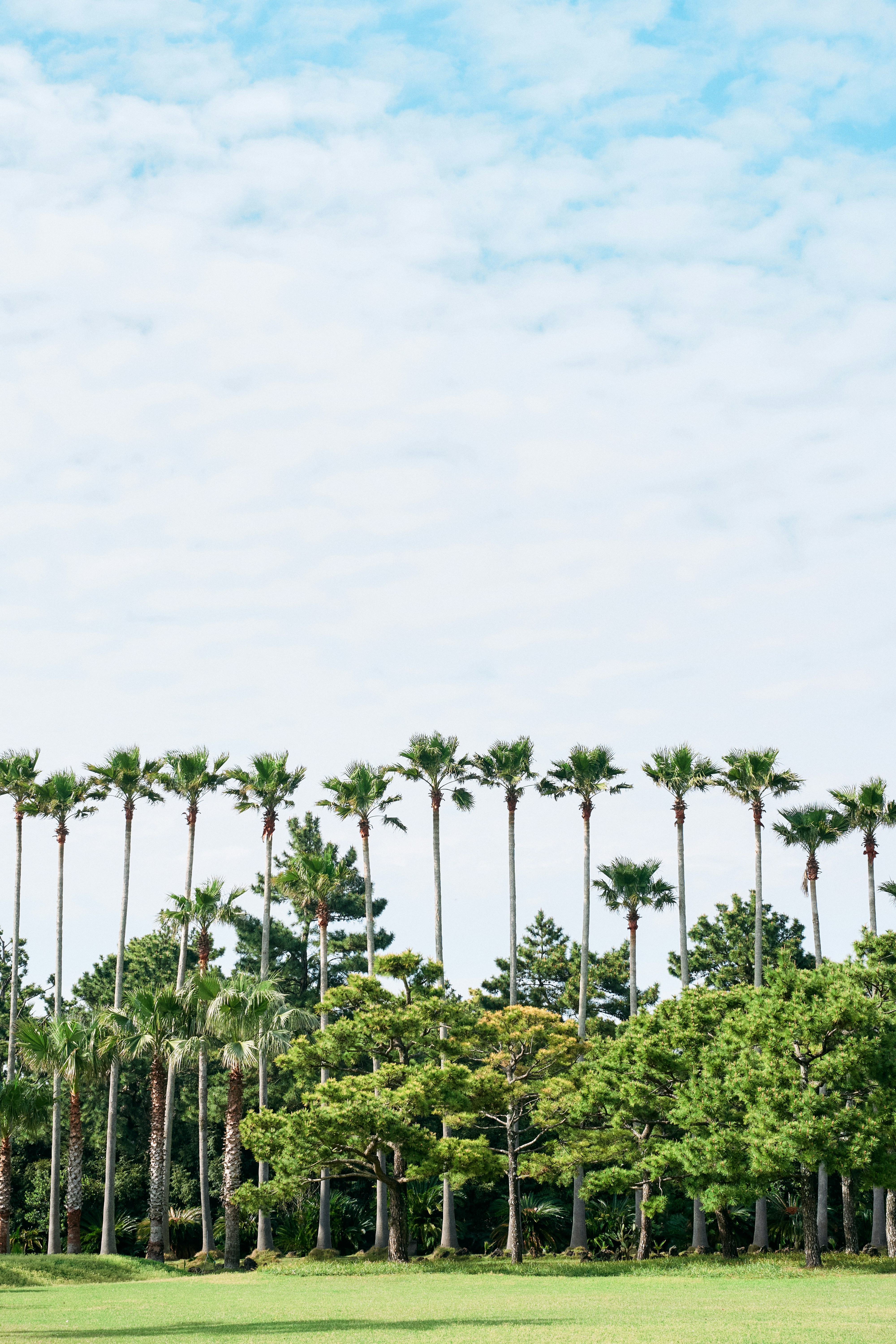 A Symphony of Green: Palm Trees Against the Sky