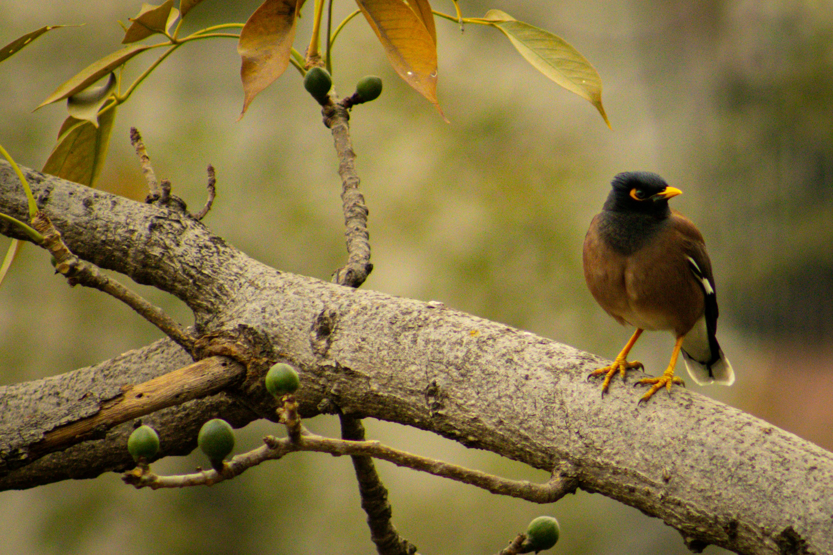 Myna sitting on branch of tree looking on somethings somewhere