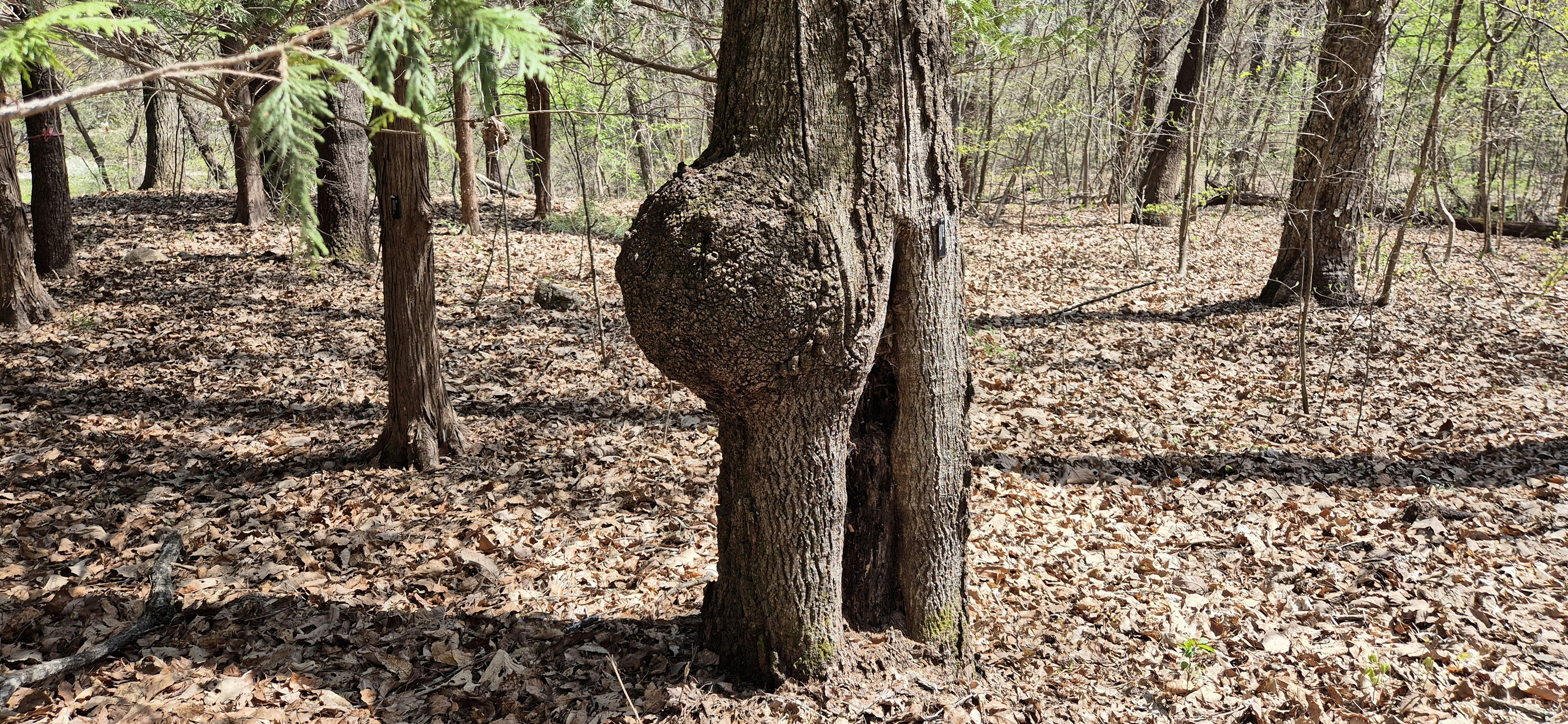 The Forest Burl: A Quiet Sentinel Among Leaves