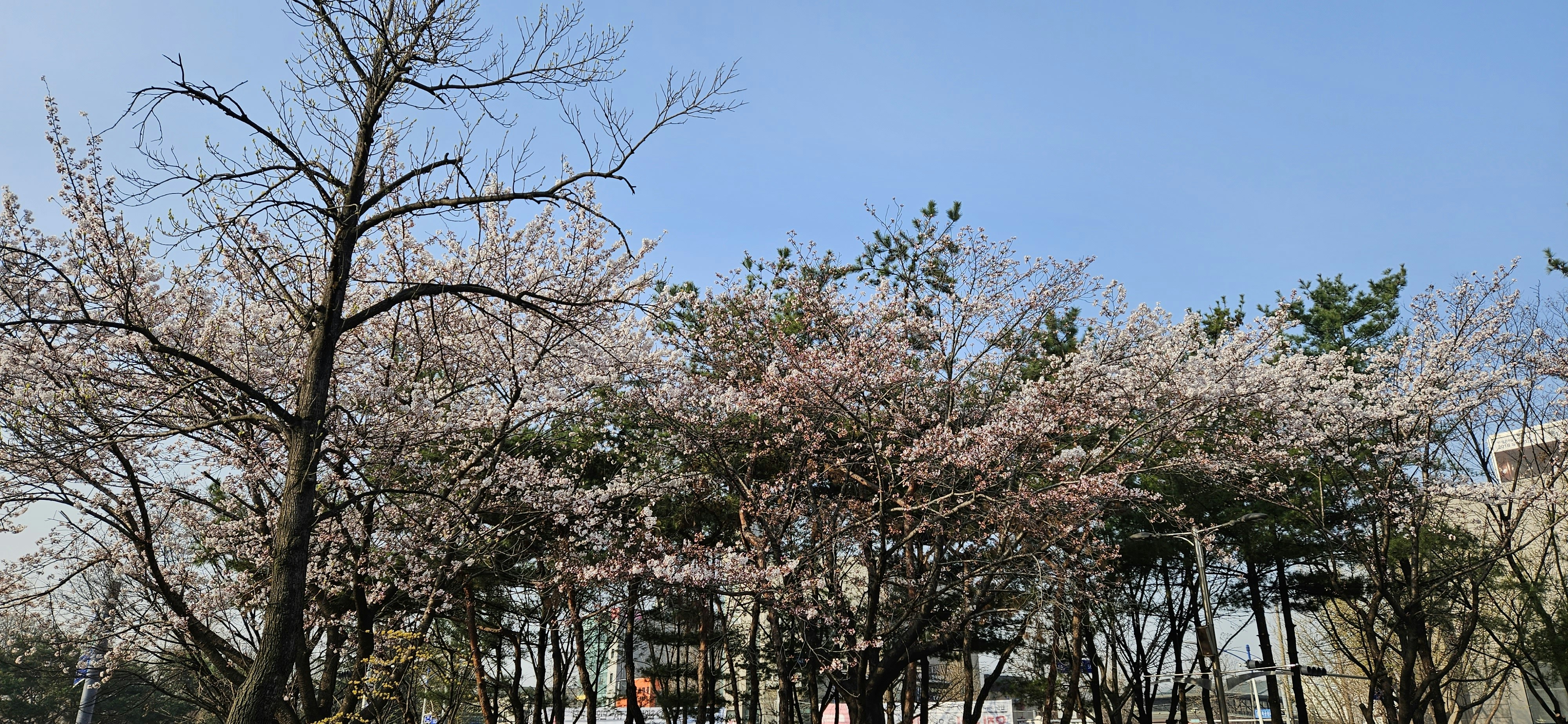 Petal Chorus Along a Blossom-Crowned Row Under a Clear Sky