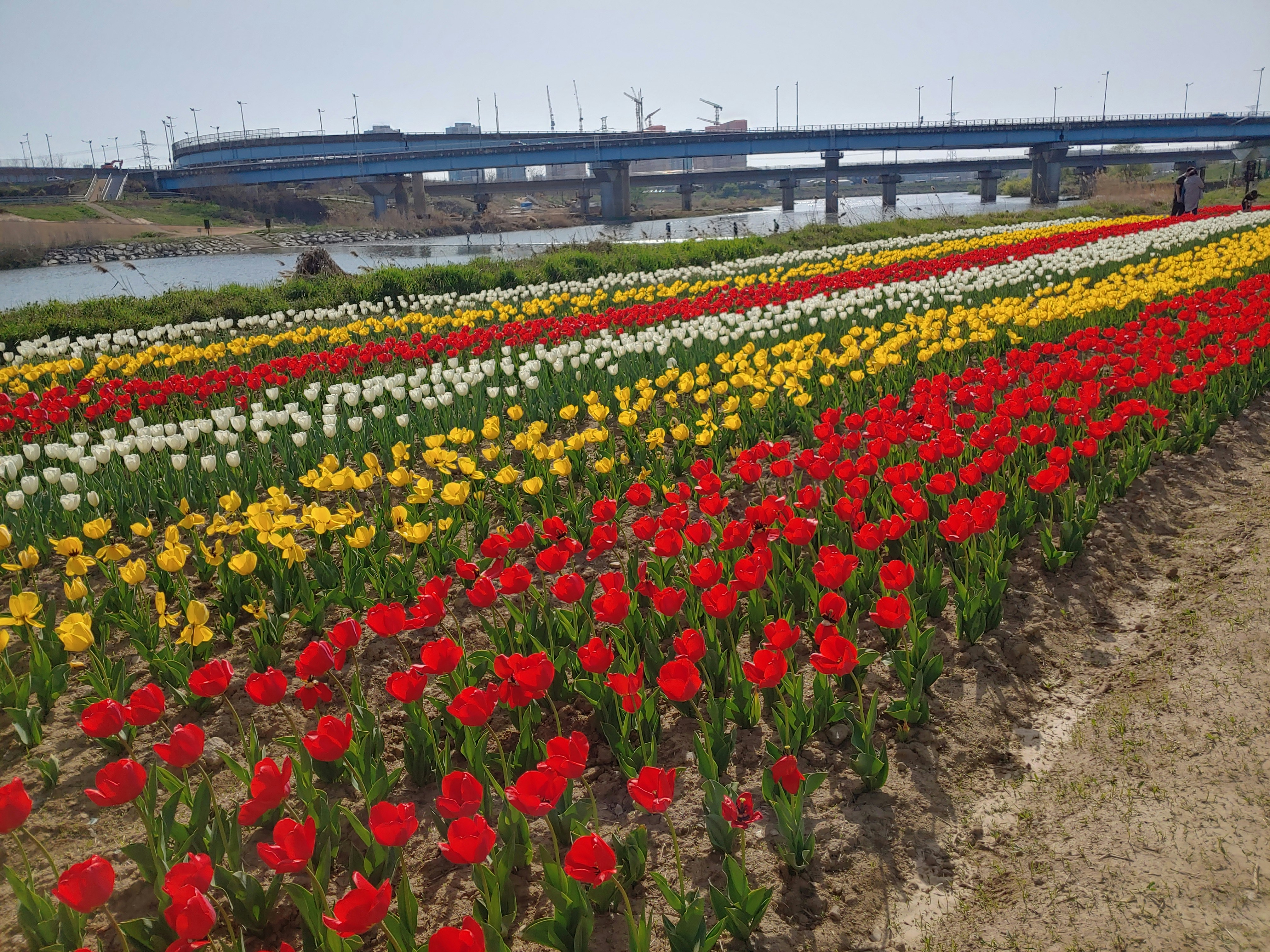 Vibrant rows of red, yellow, and white tulips stretch along a dirt path beside a calm river. A distant bridge spans the water, providing a clean counterpoint to the vivid blooms.