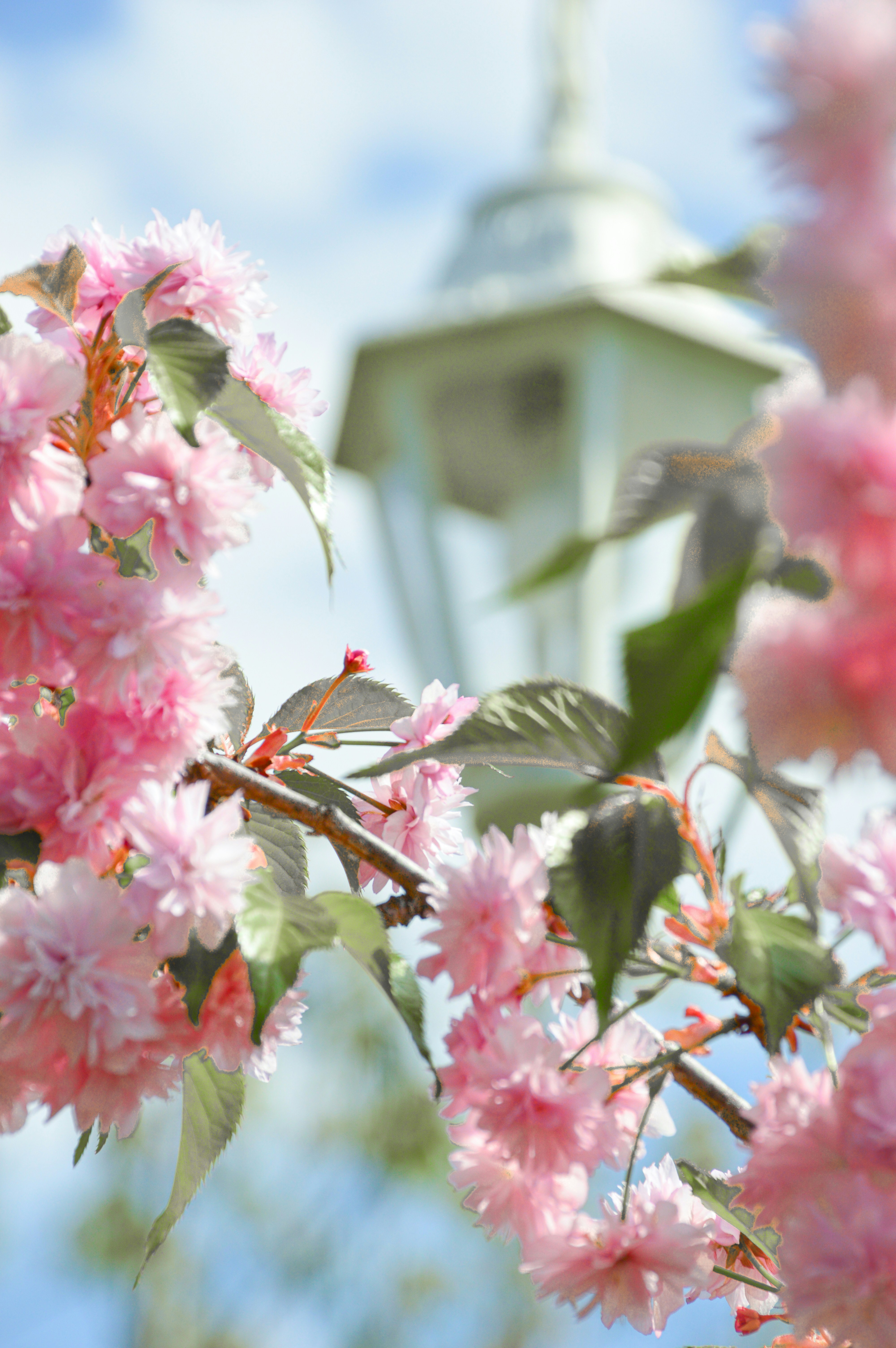 Petal Focus: Pink Cherry Blossoms Framing a Lantern in Soft Blur