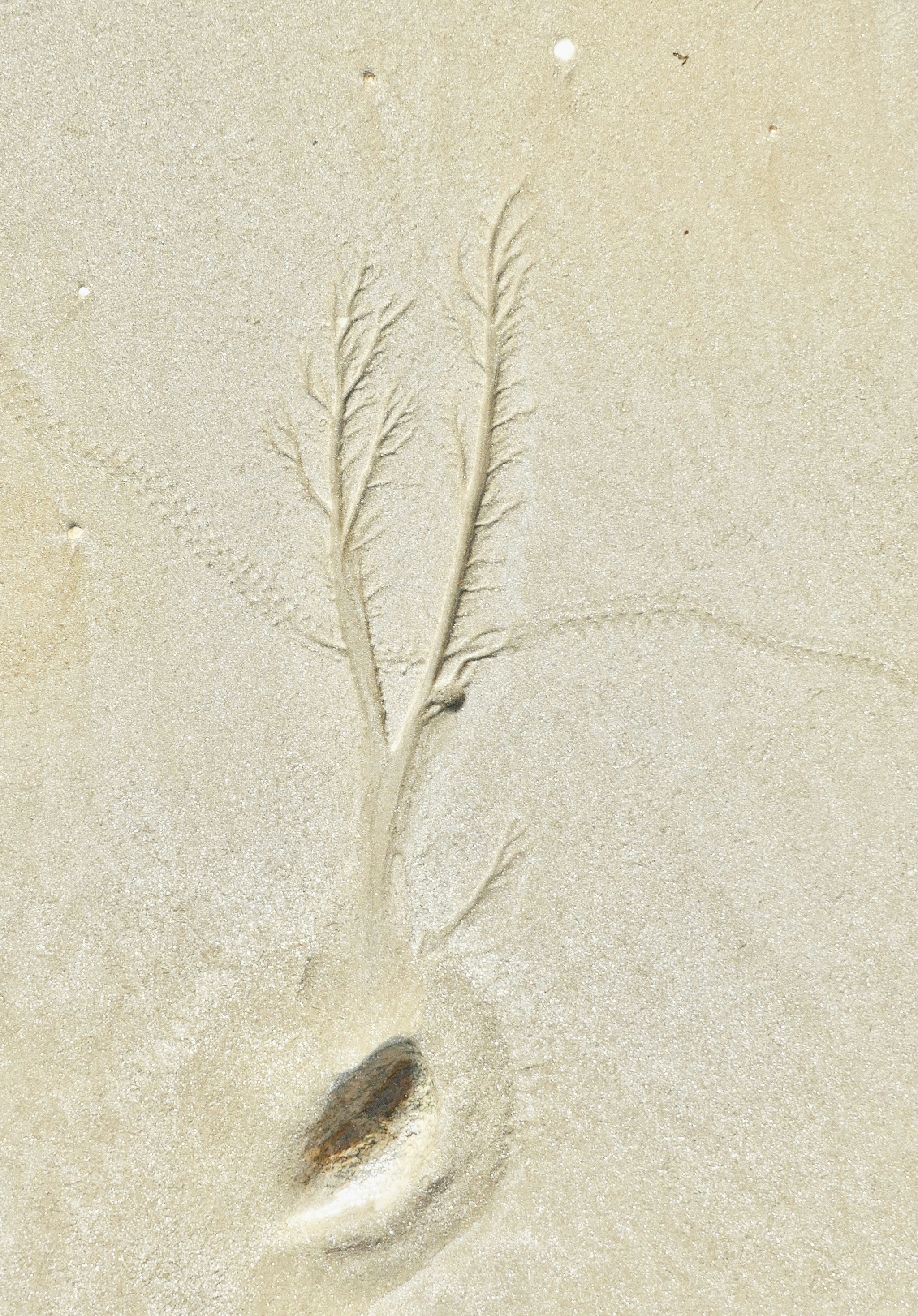 Une petite plante qui sort du sable photo – Photo En plein air Gratuite ...