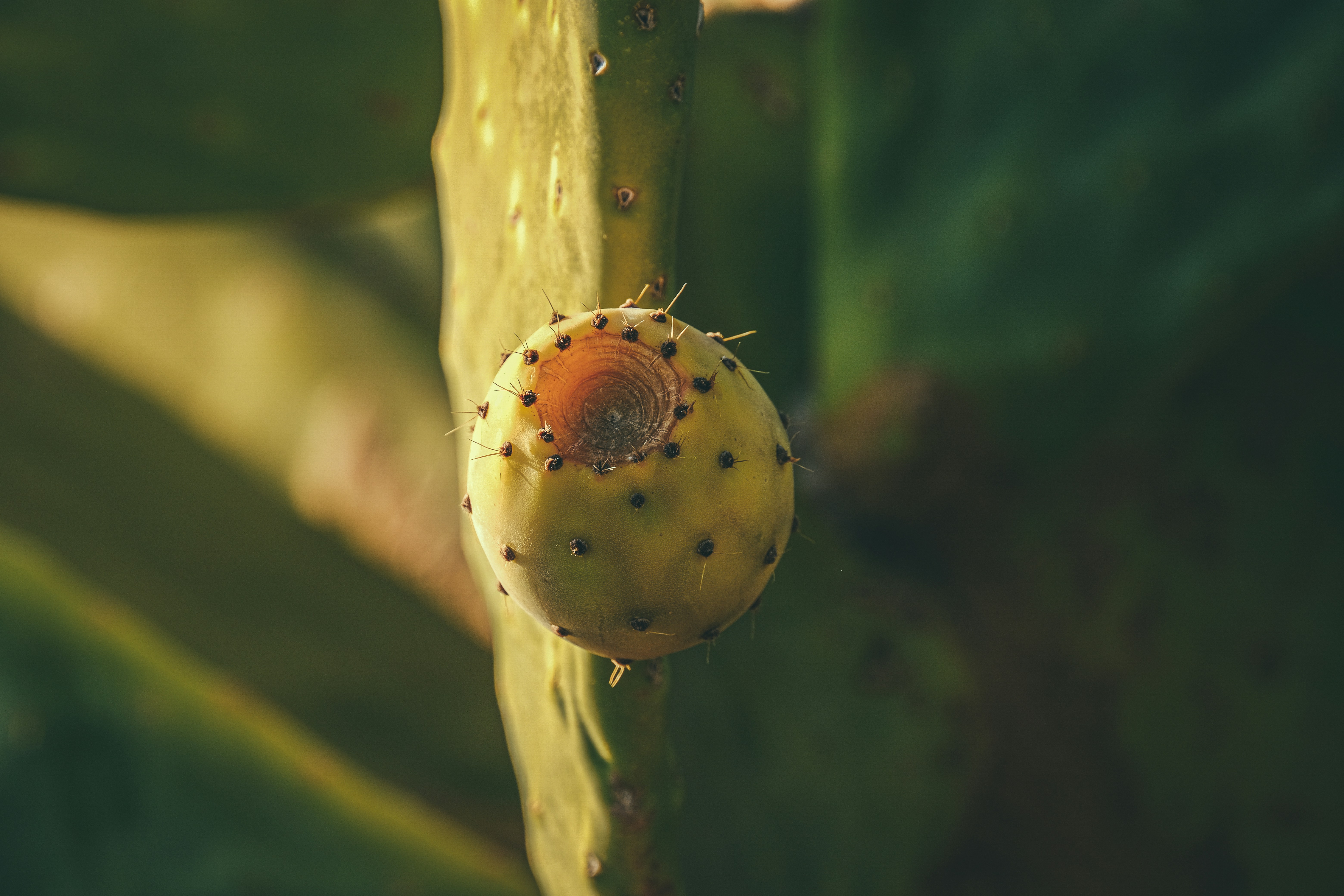 Prickly Pearl on a Green Stem: A Close-Up on a Cactus Pad