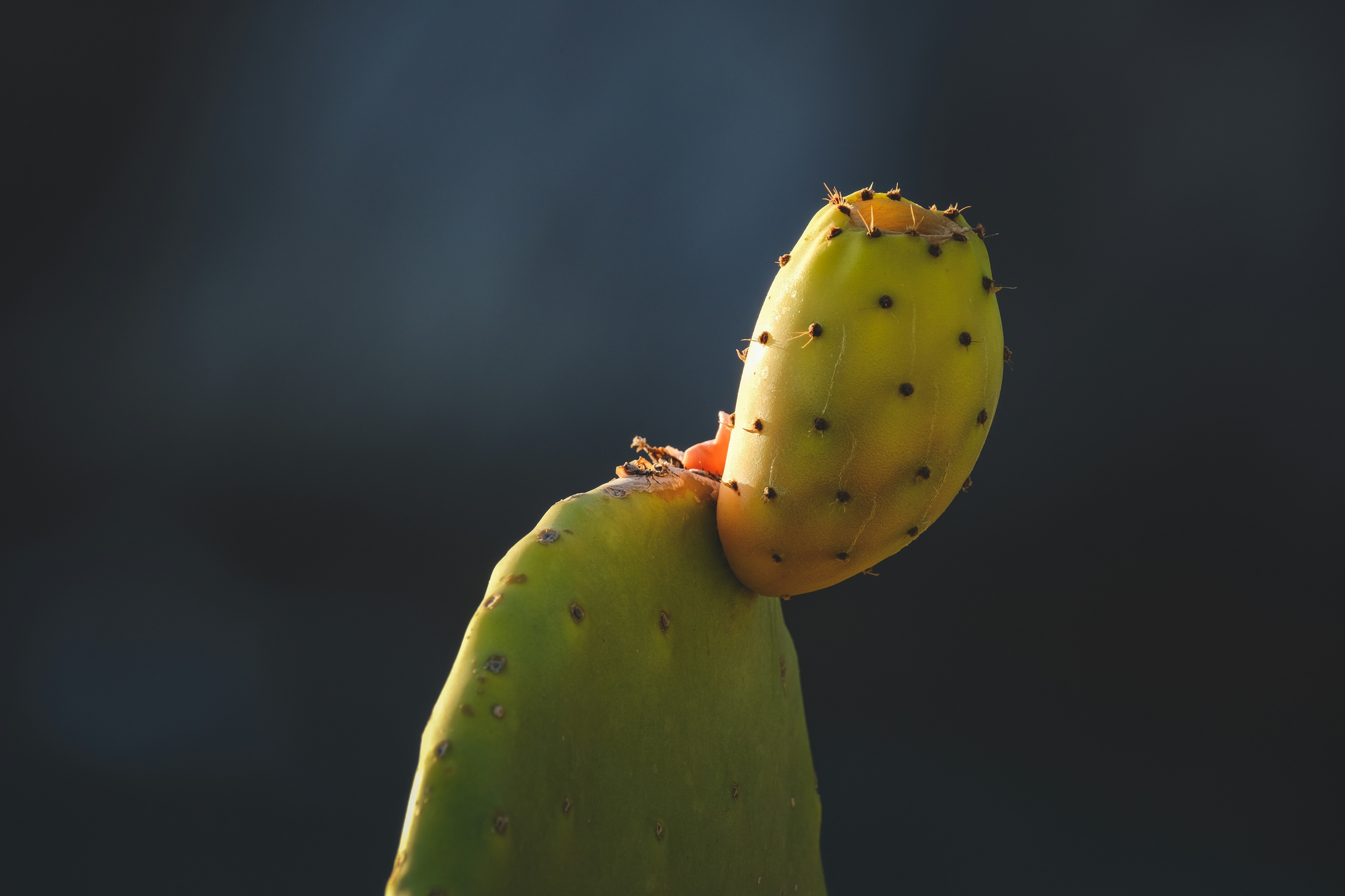 Sunlit Prickly Pear Crown Against Velvet Blue
