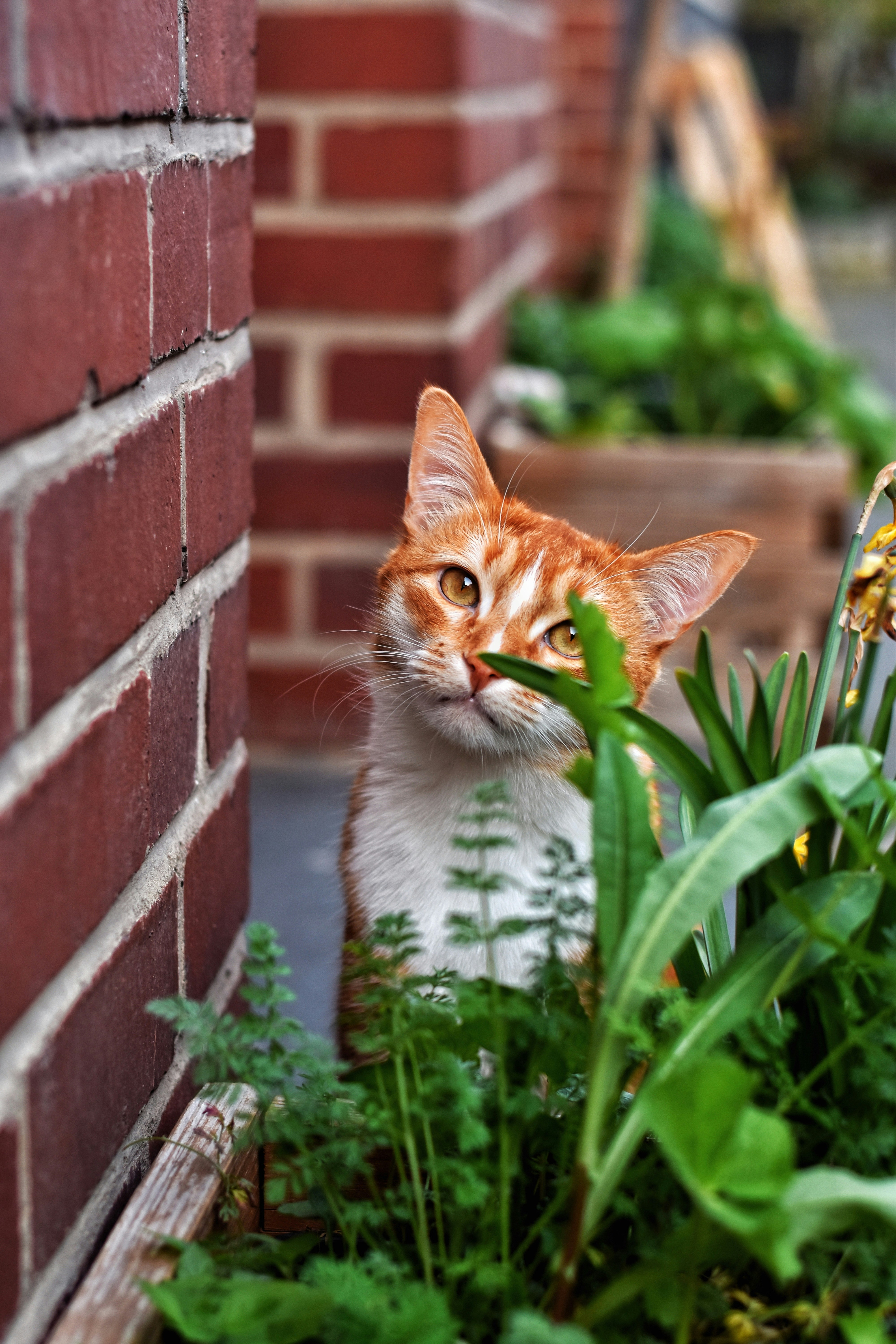 Ginger Gatekeeper: a curious cat peers from the brick and greenery