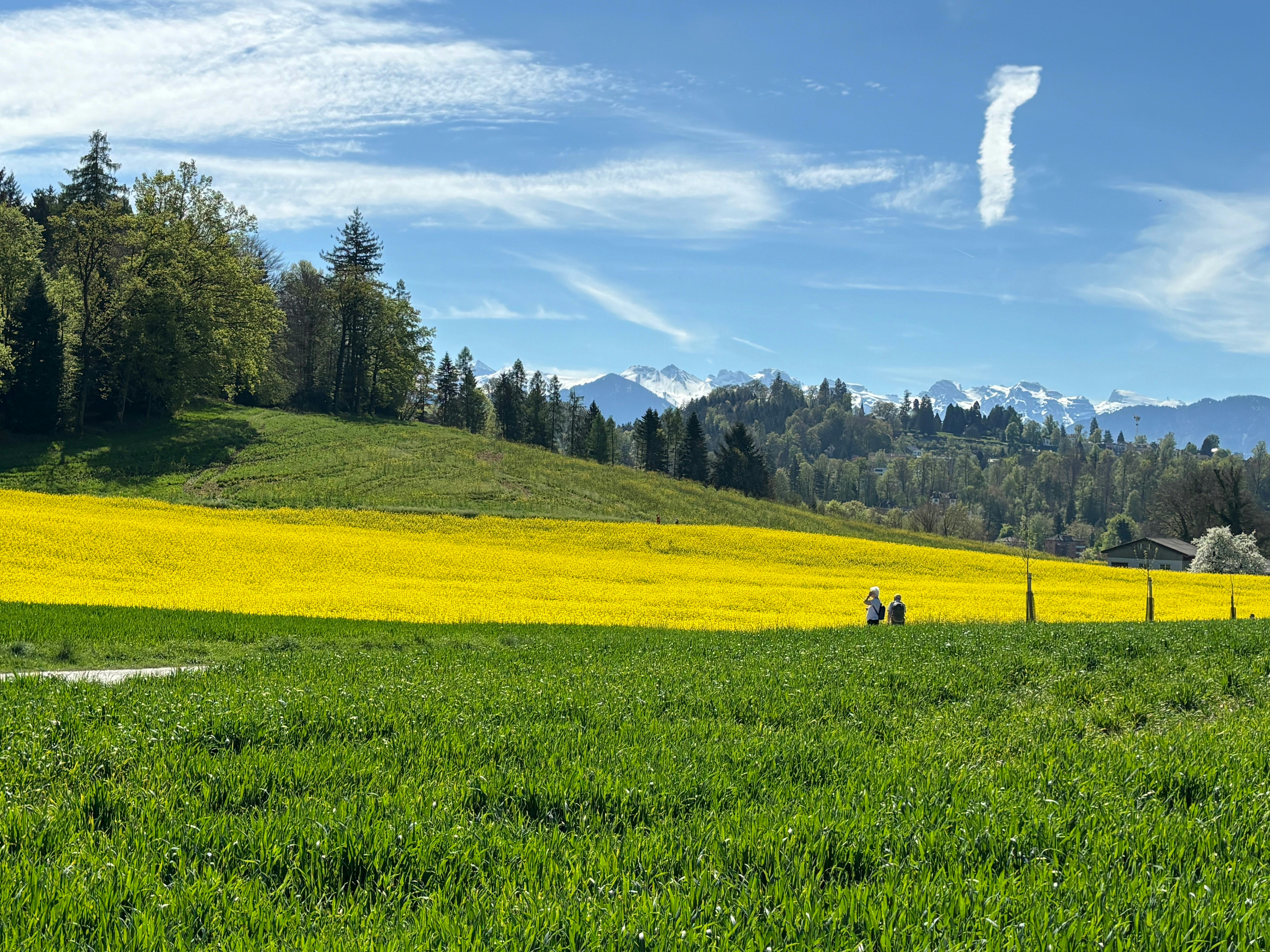 Two people walking through a vibrant yellow field with snow-capped mountains in the background.