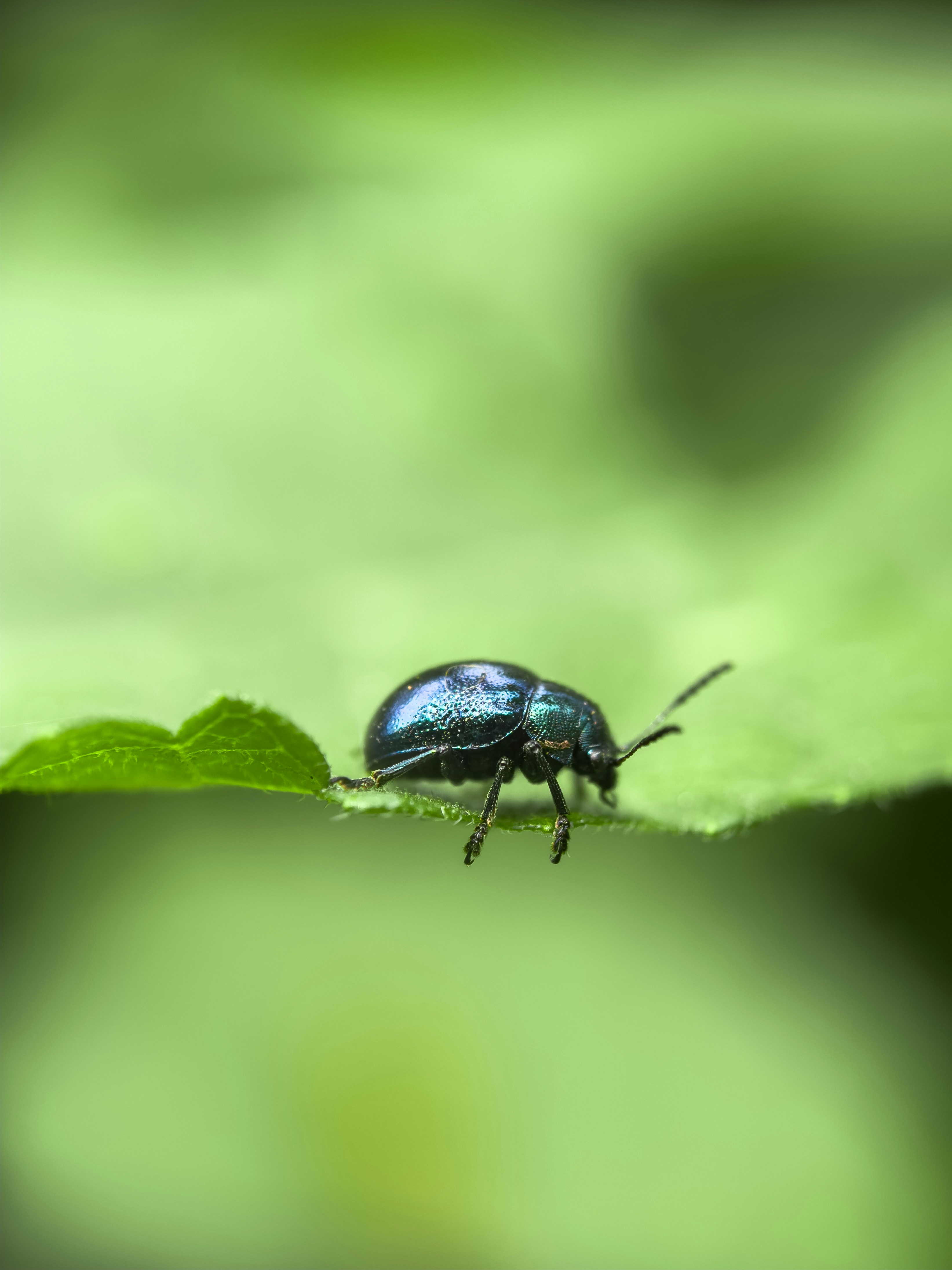 Macro photograph of an iridescent blue beetle perched on the edge of a leaf, with a softly blurred green background.