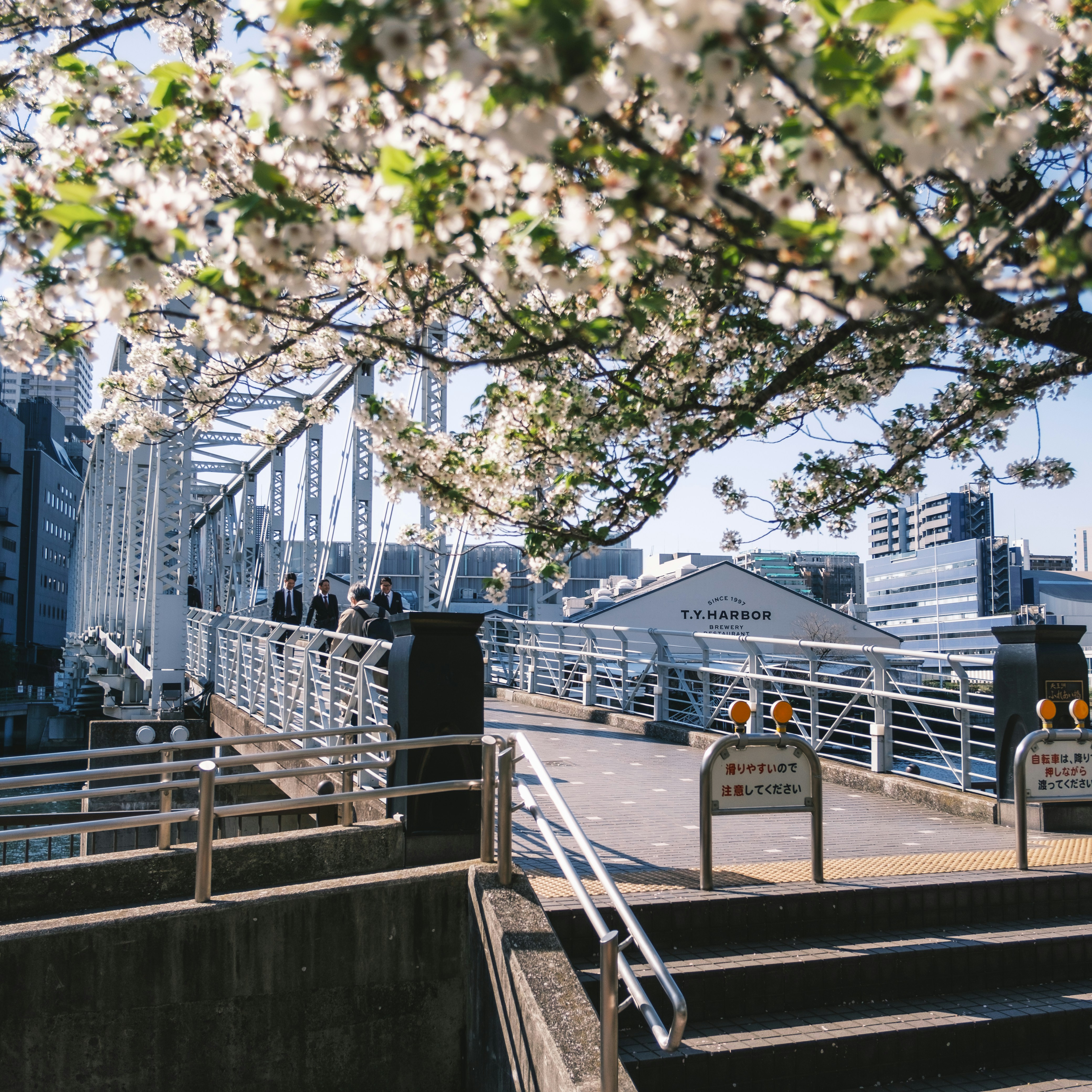 Blooming Crossing: A City Bridge Framed by Spring Canopy