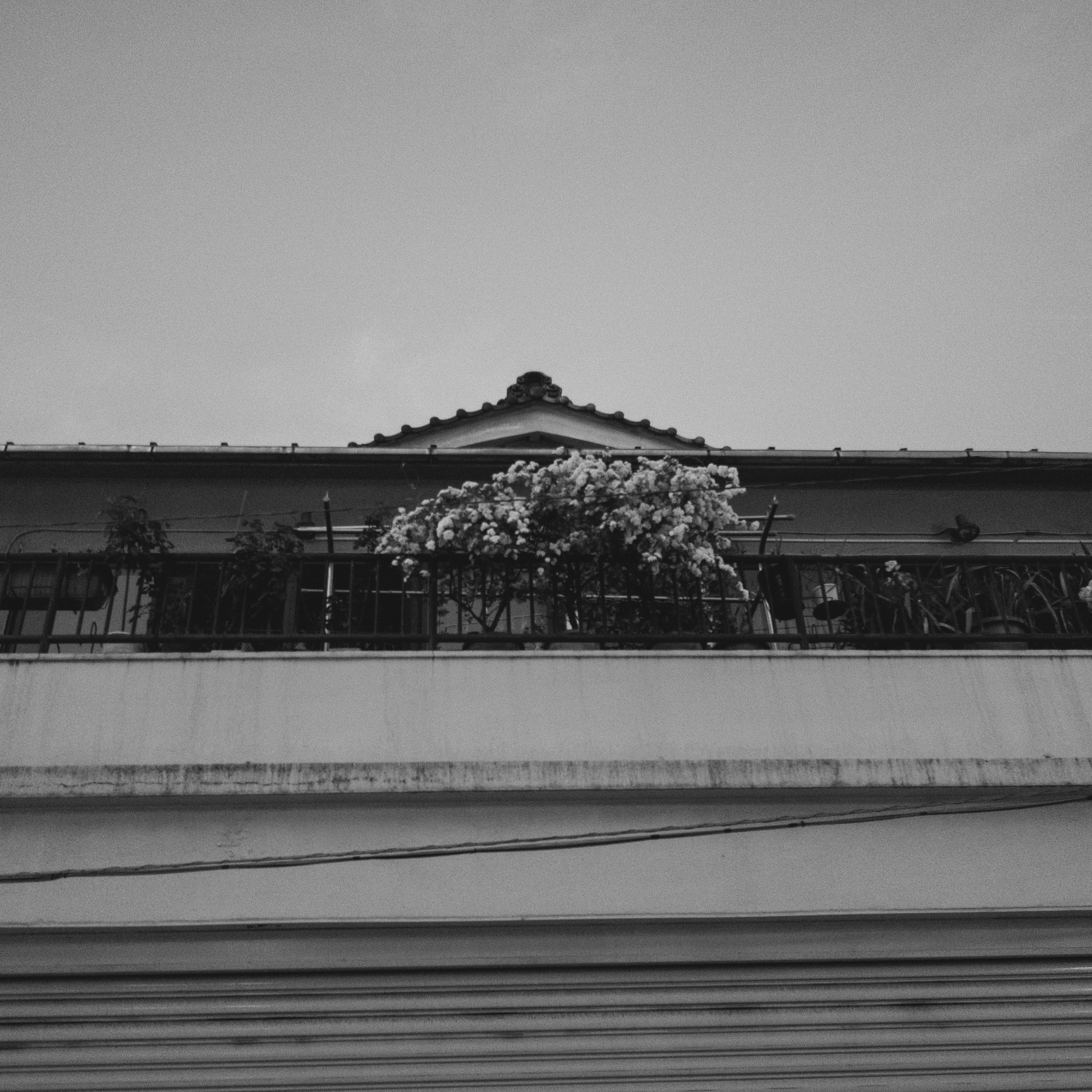 Monochrome Balcony Bloom: A Quiet Urban Terrace