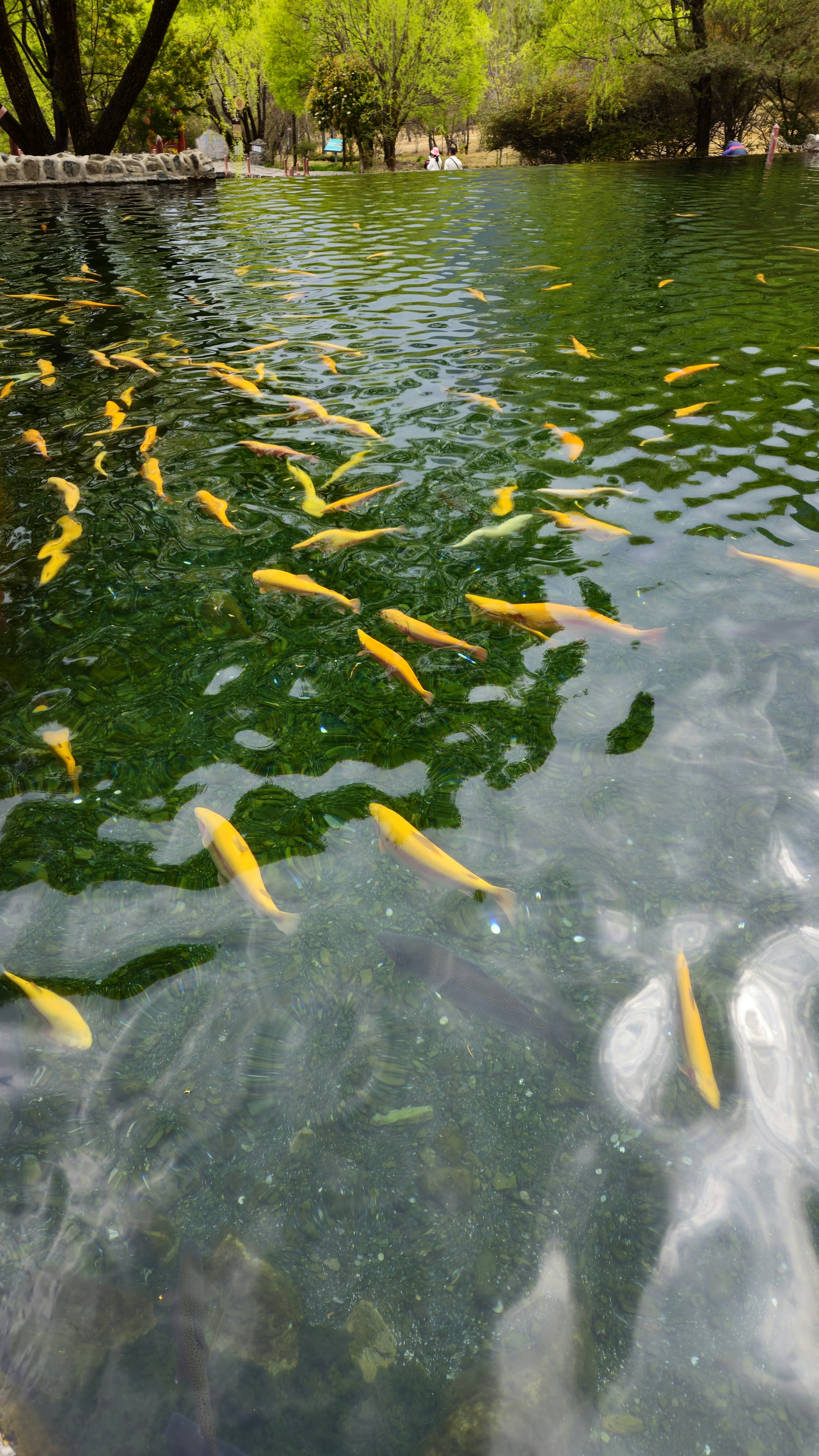 A pond filled with lots of yellow fish photo – Free Yulong naxi ...