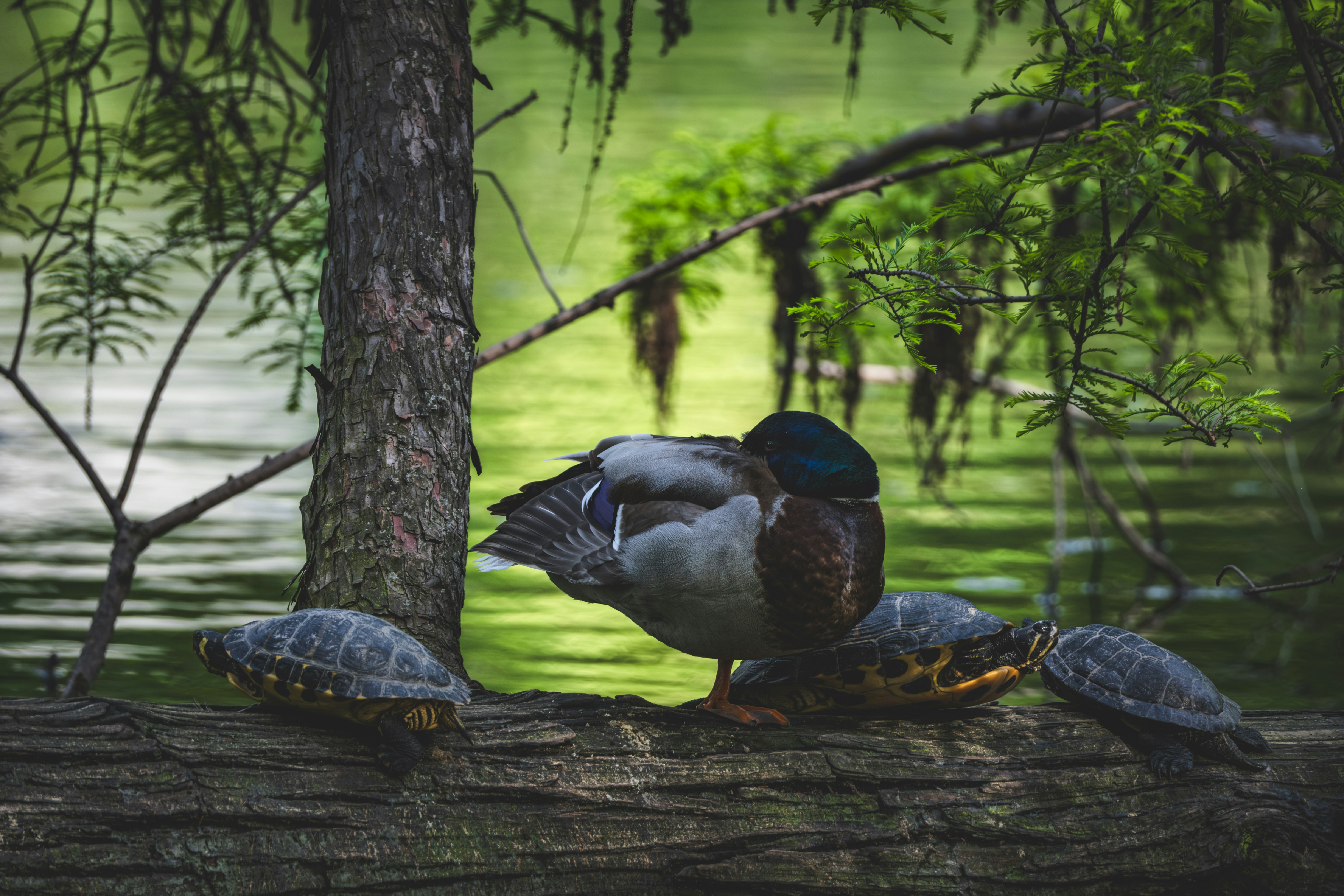Green-Headed Mallard on a Sunlit Log, Guarded by Turtle Partners