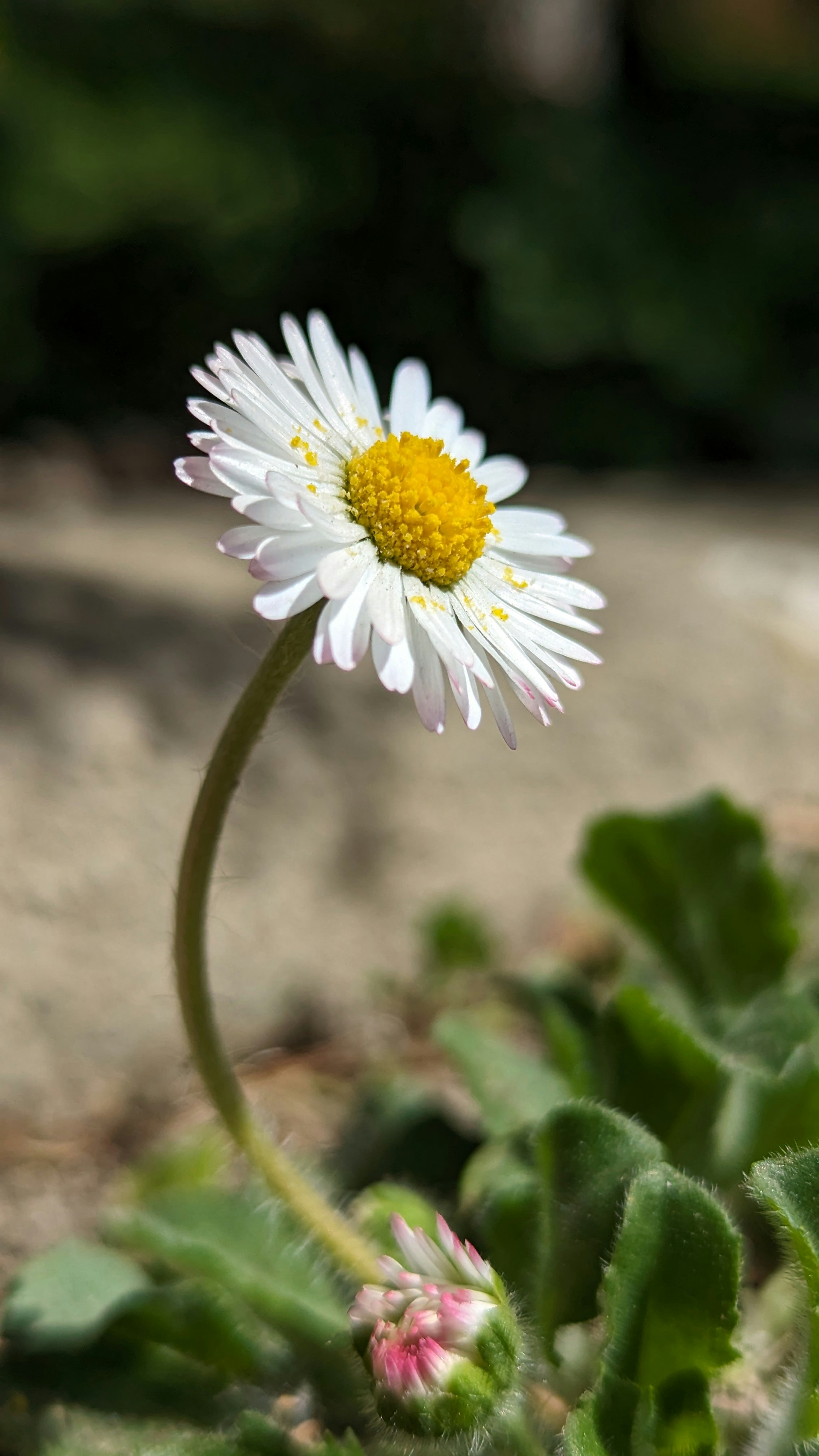 a single white flower with a yellow center