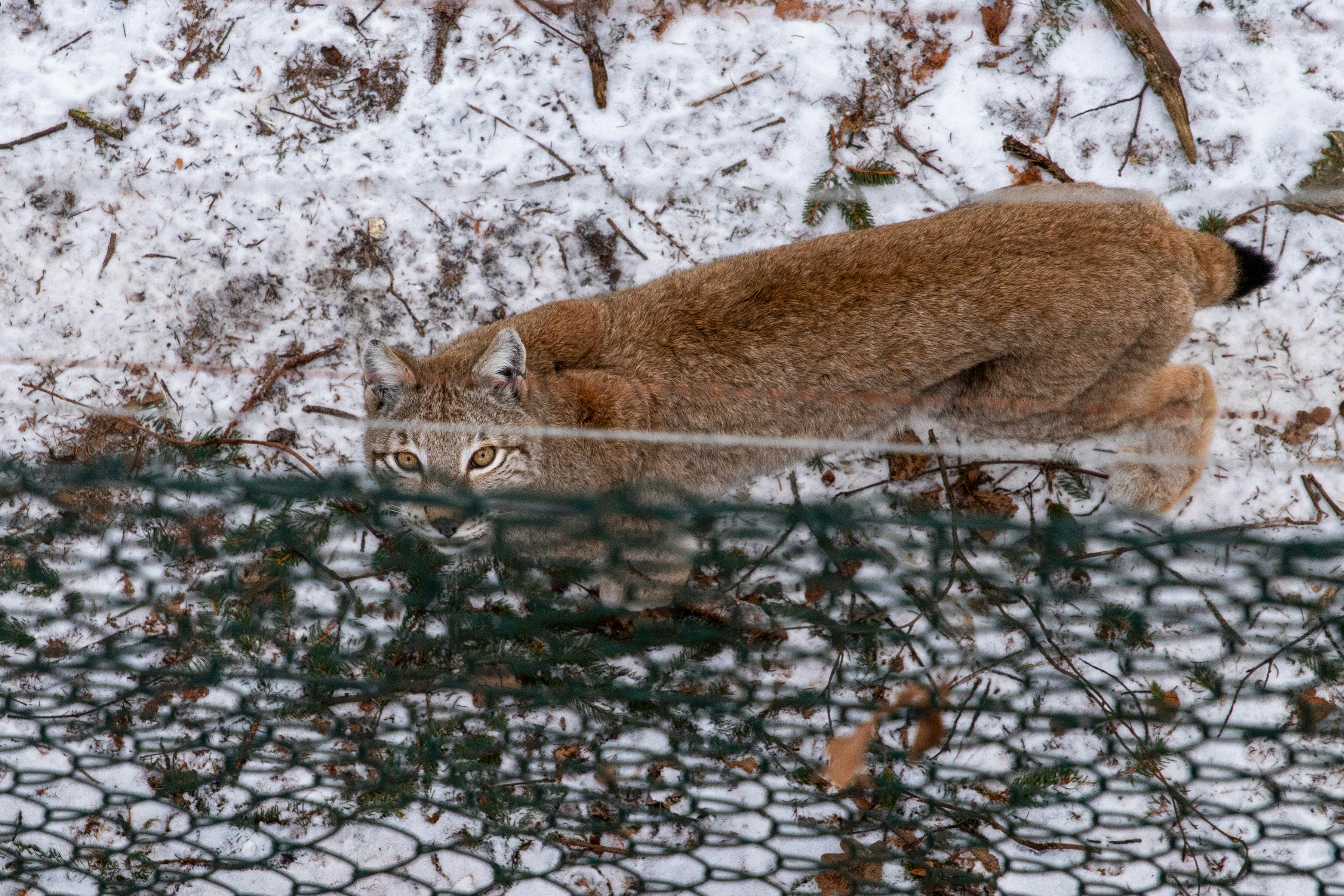 Wintry Stare: A Lynx Pauses Along a Frosted Fence