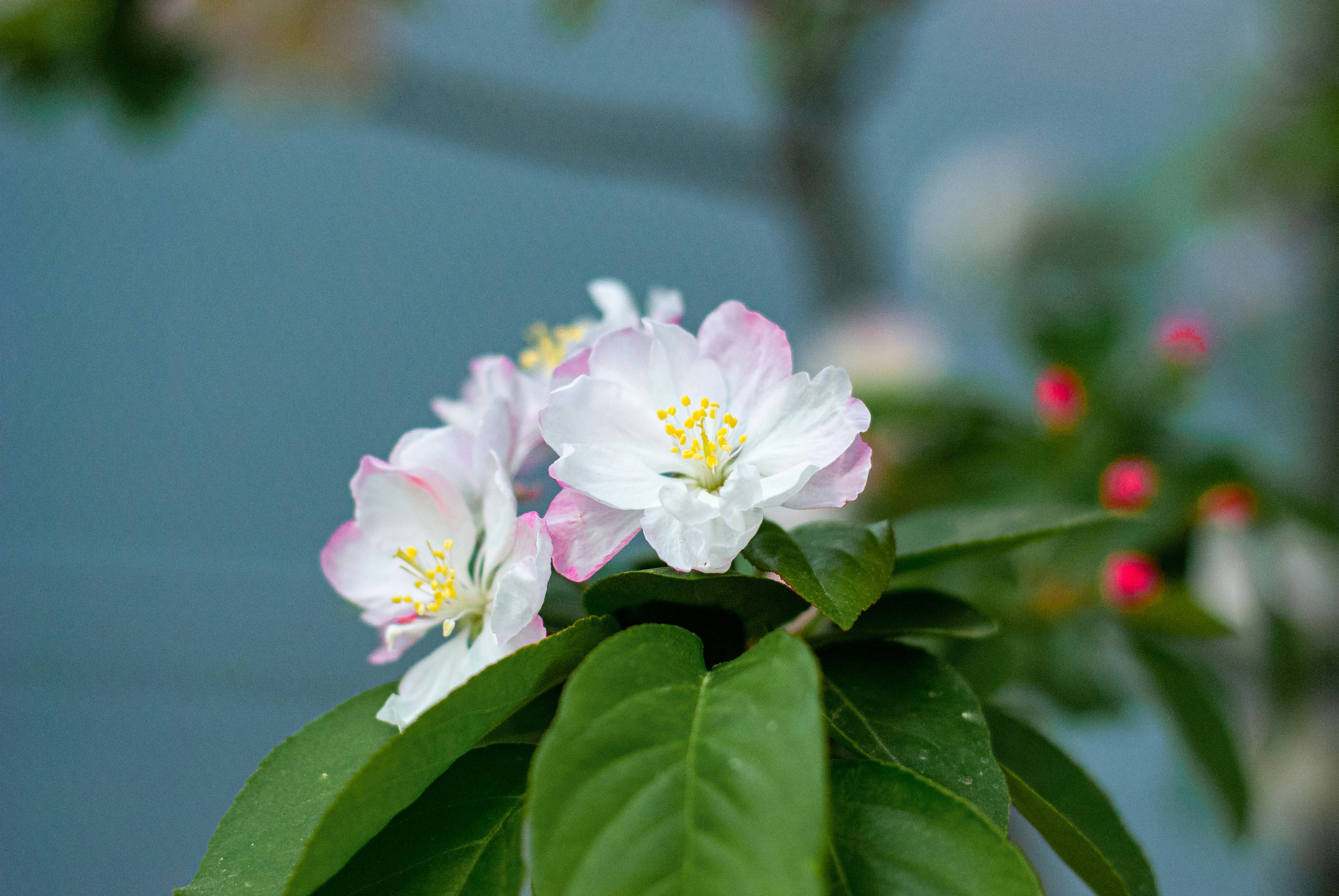 Camellia Cluster in Soft Focus: White-Pink Petals and Green Leaves