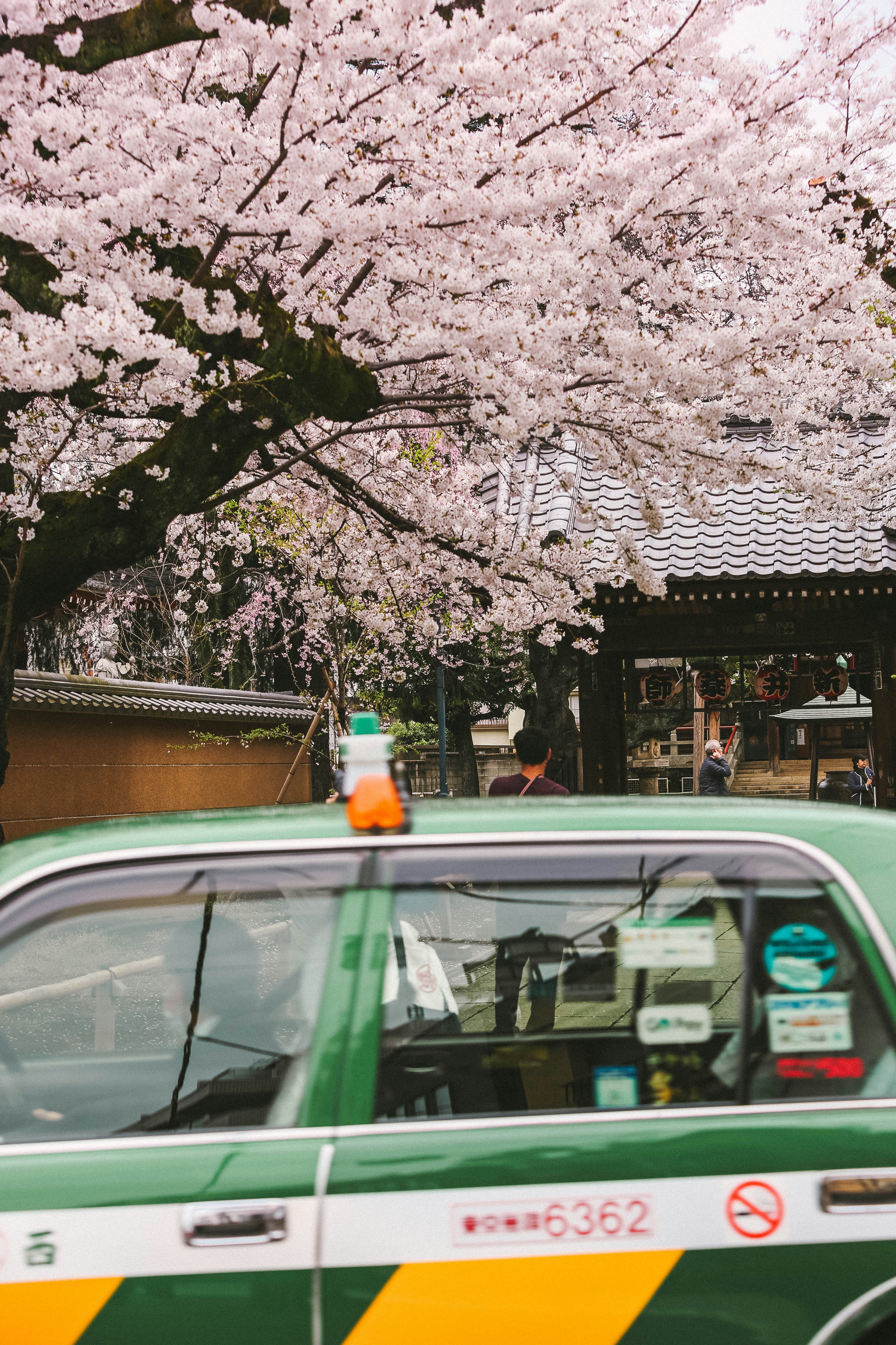 Cherry Bloom Corridor: A Green Taxi Under Spring Canopy