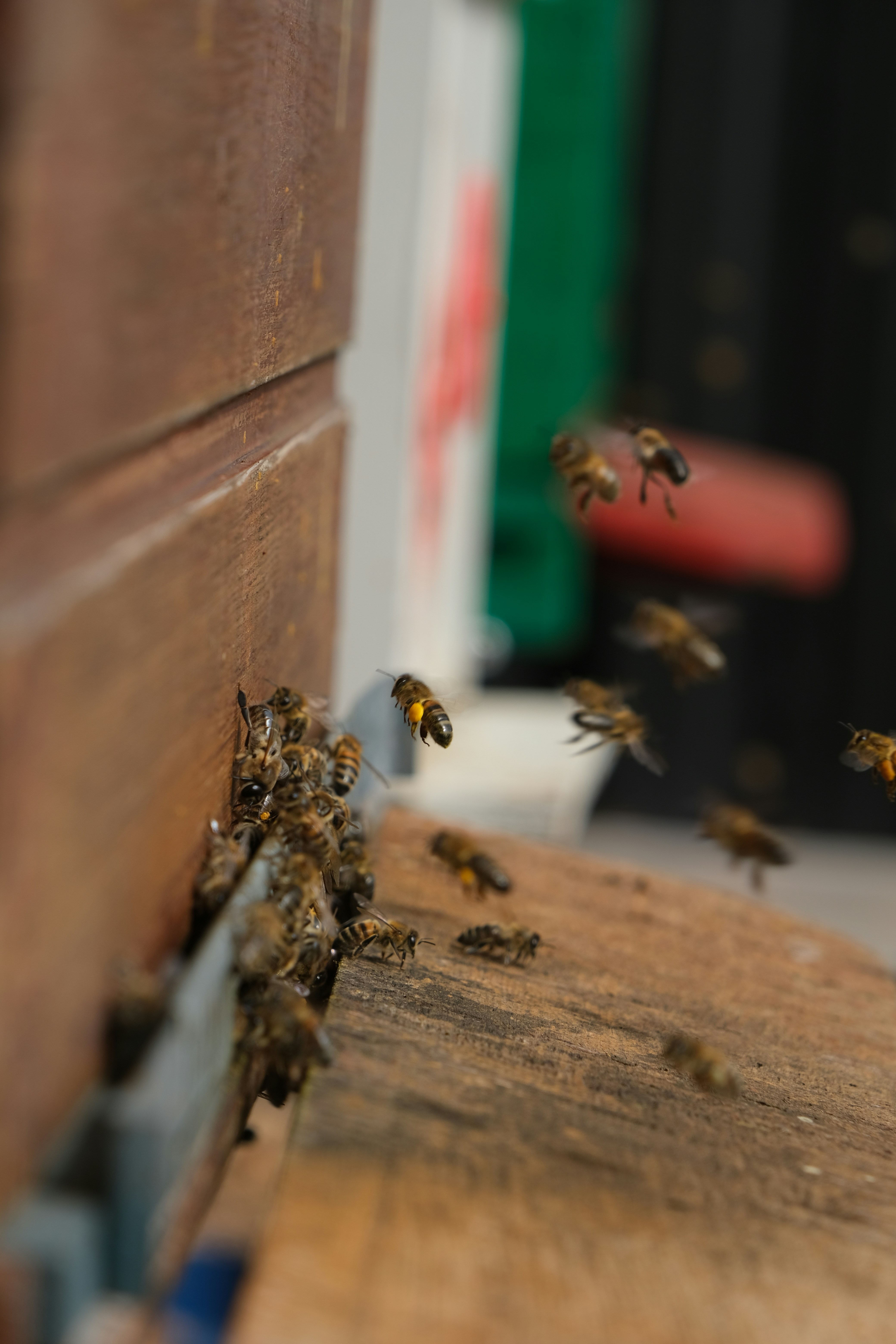 Threshold of Buzz: Bees at the Wooden Hive Entrance