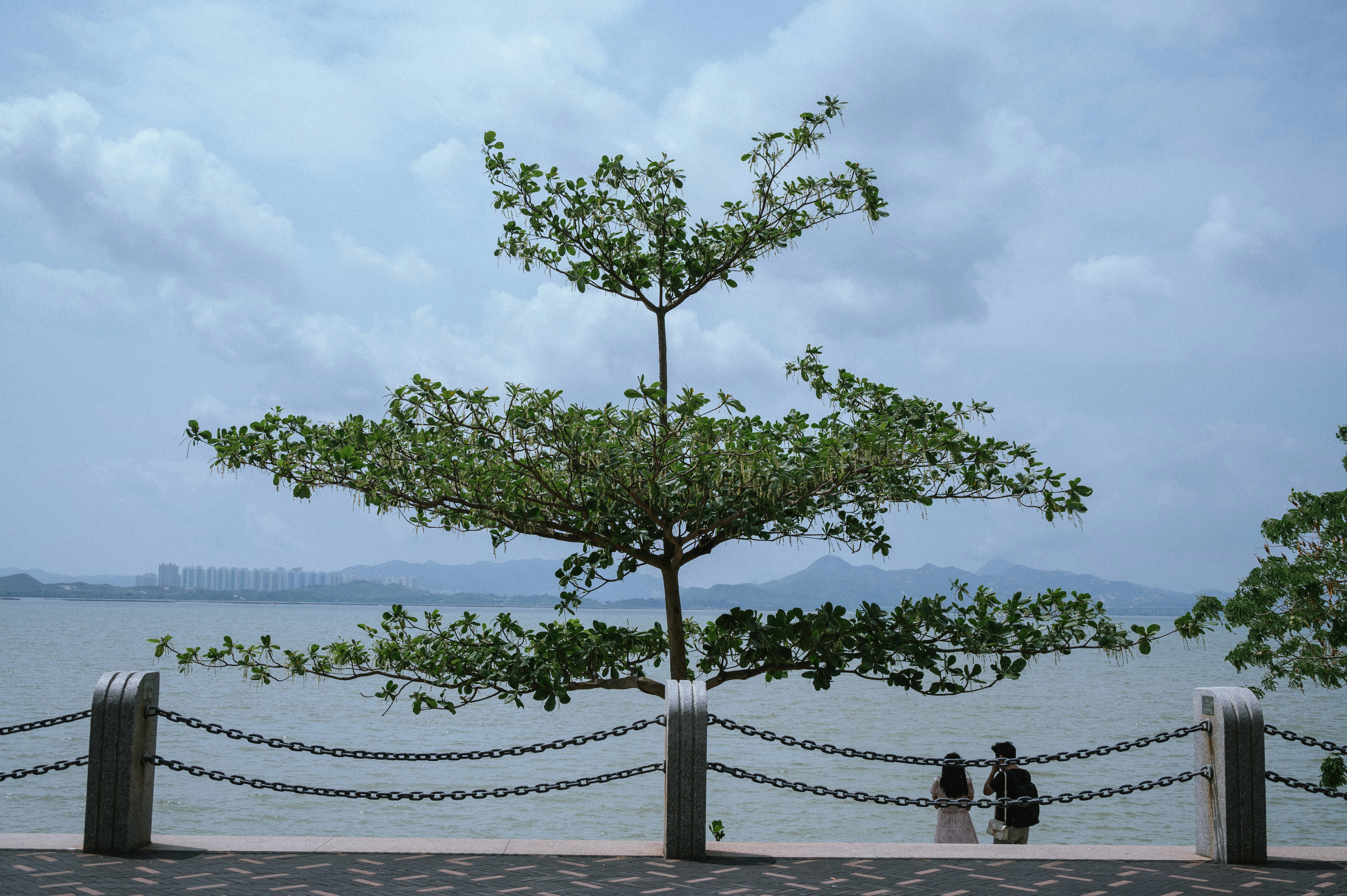 A couple of people standing next to a tree photo – Free 深圳湾 Image on ...