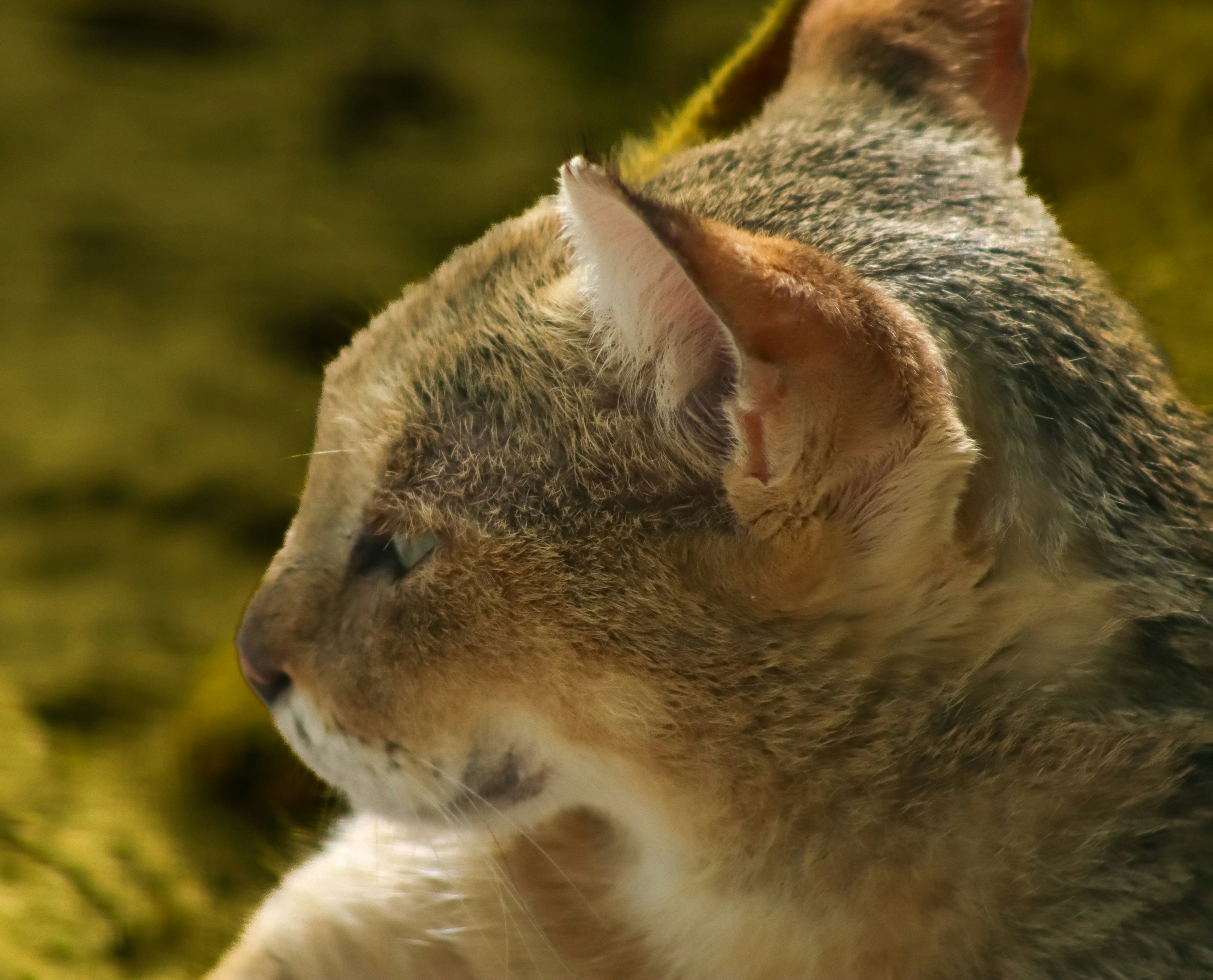 A close up of a cat's face with a blurry background photo – Free Wild ...