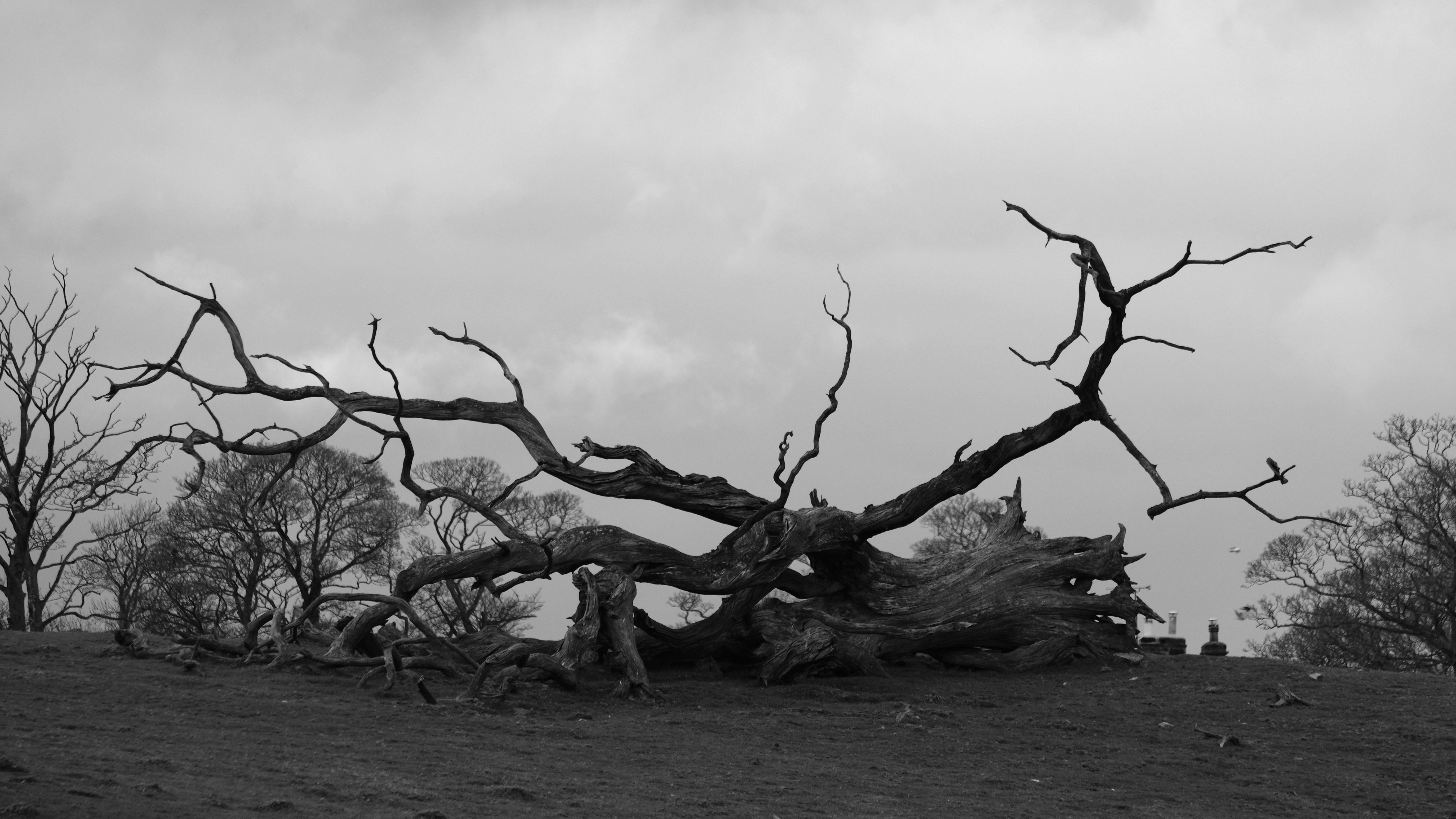 A black and white photo of a dead tree photo – Free Otley Image on Unsplash