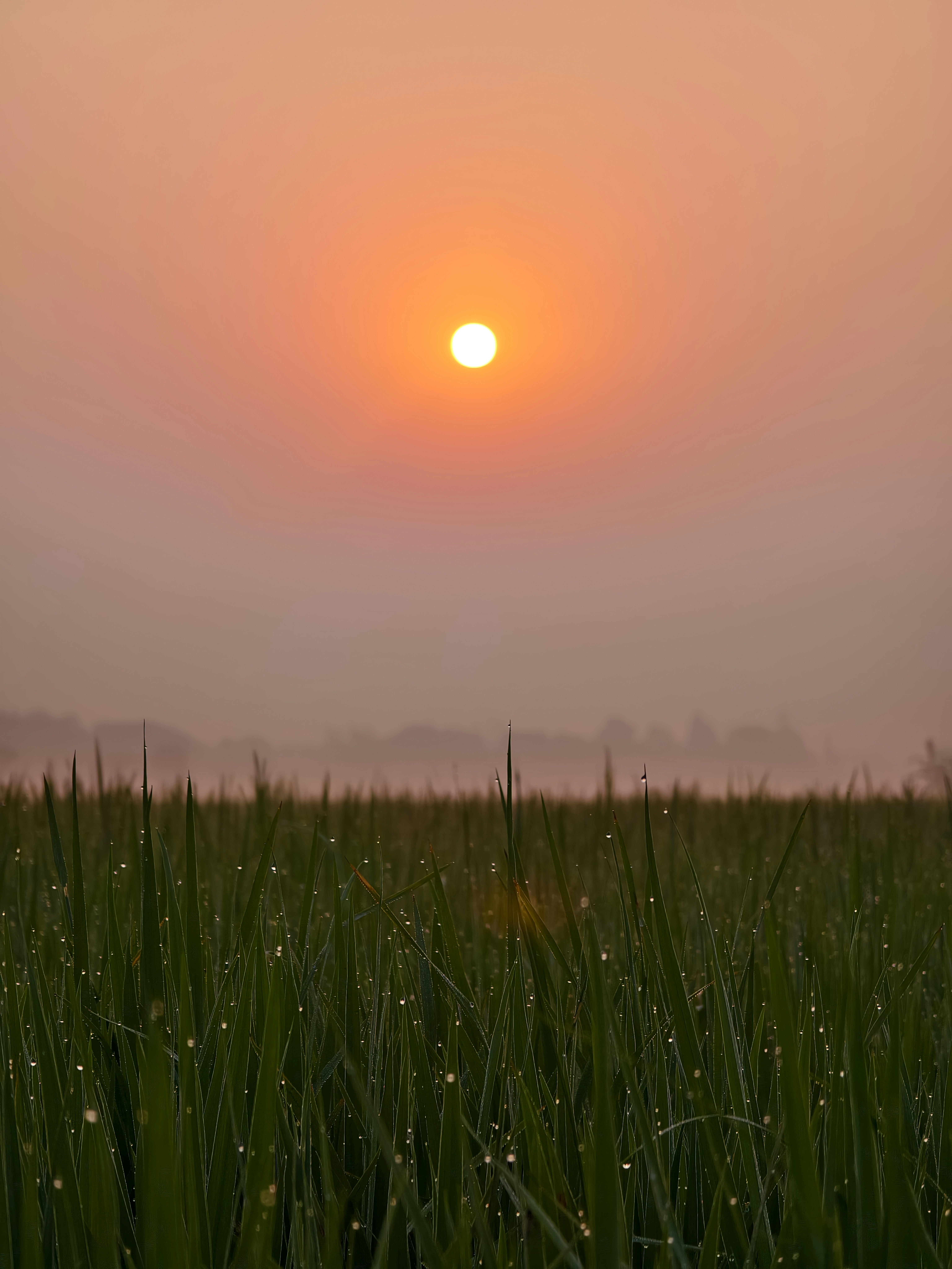 Sample photo from Vivo X100 Pro