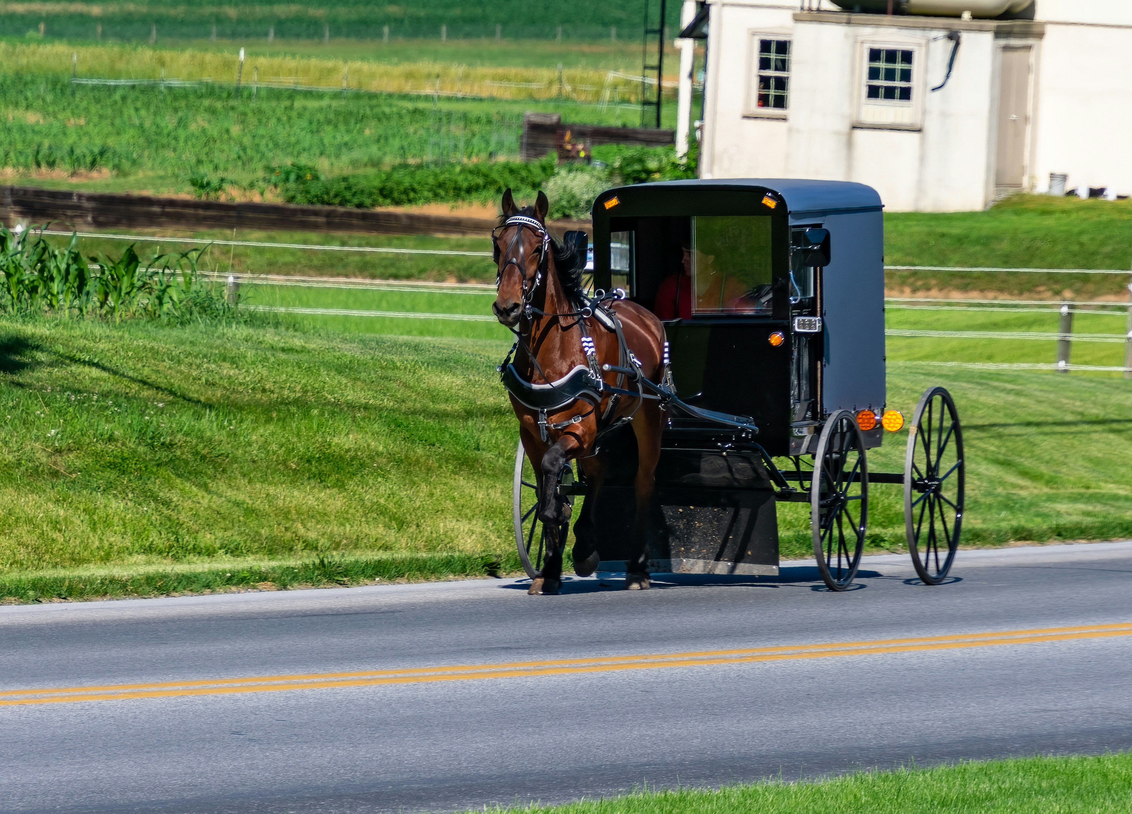 Horse-drawn buggy navigating a rural road, showcasing traditional transportation against a lush green backdrop.