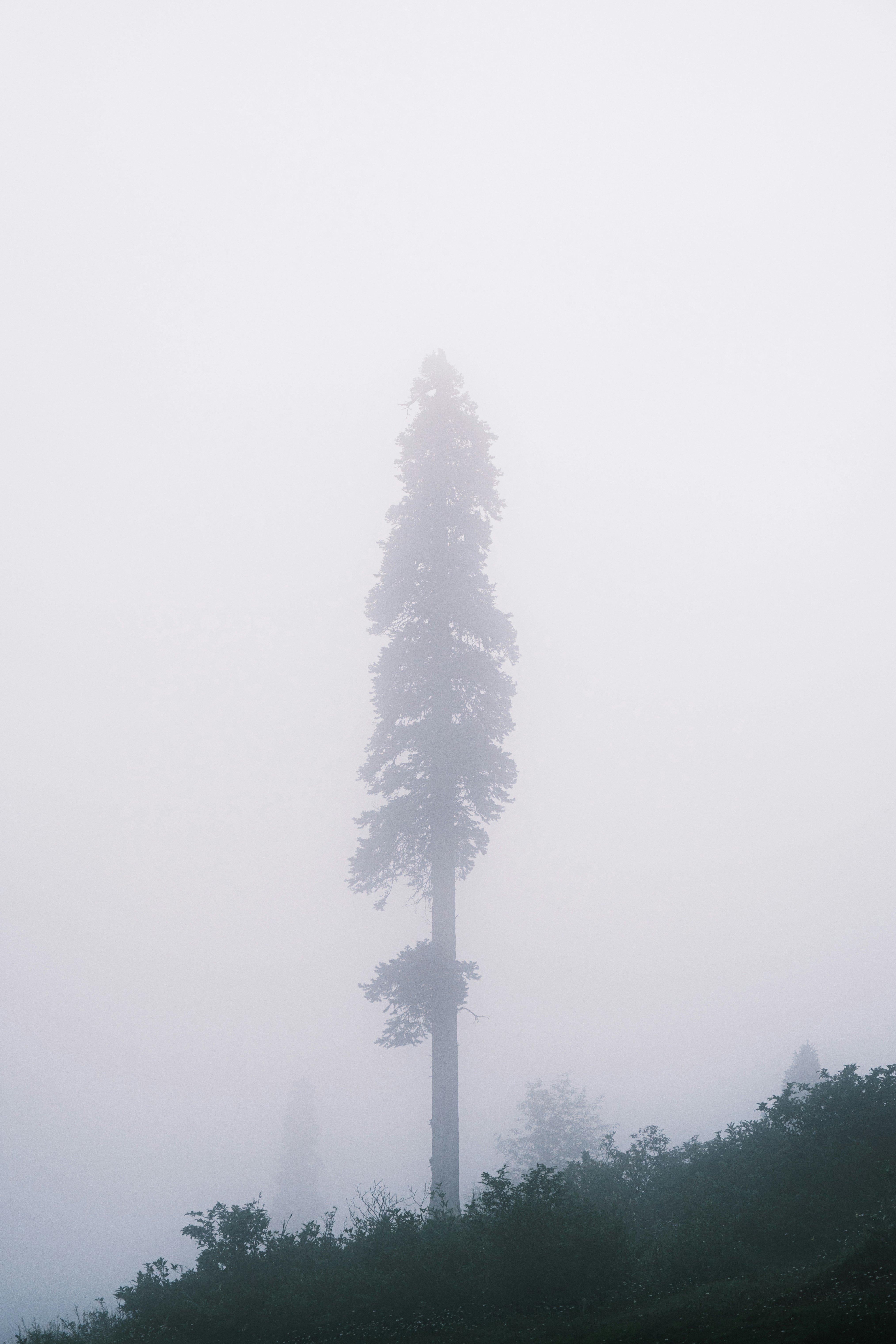 A minimal landscape shot of a tree
