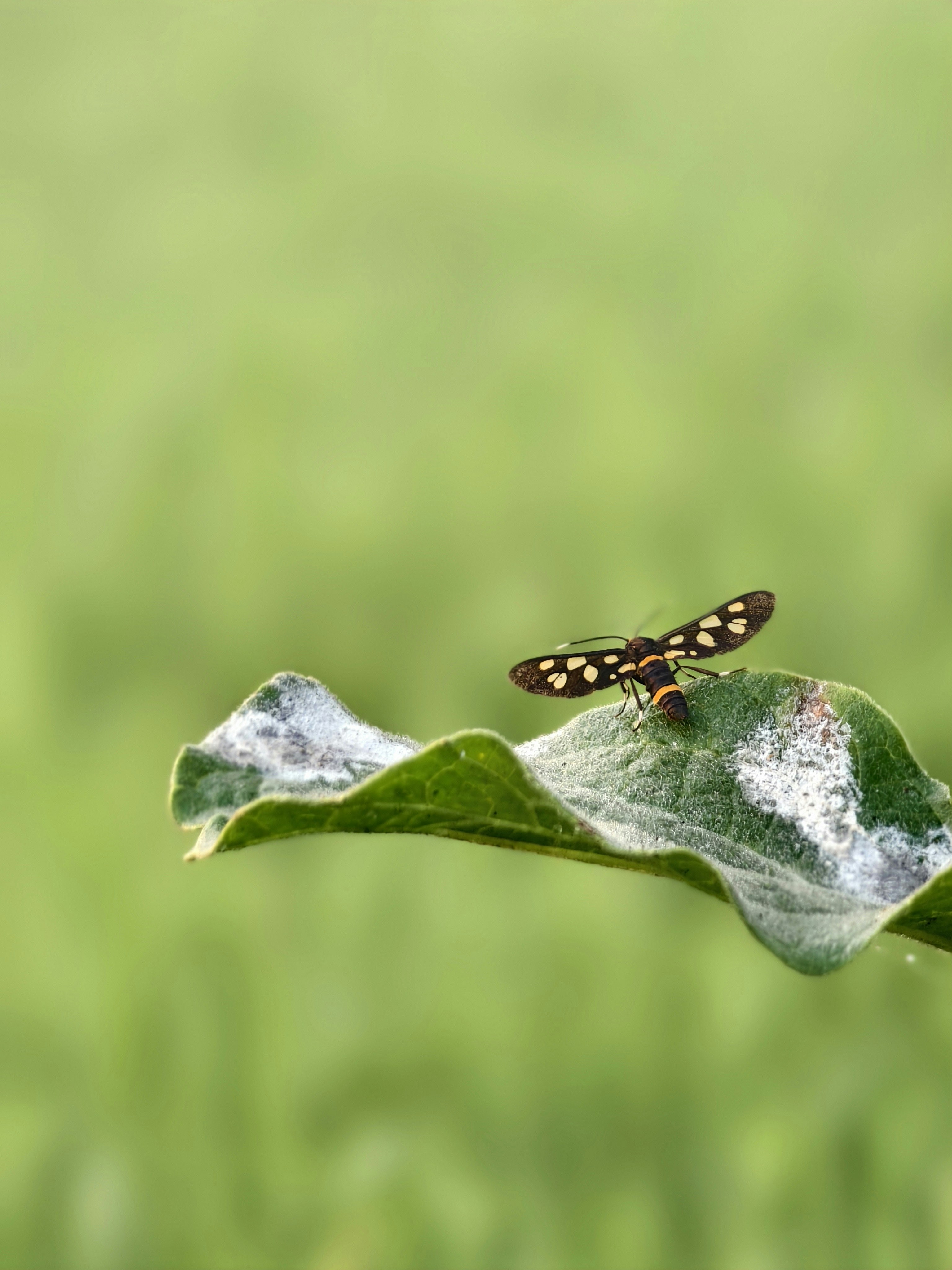 Dappled Moth on Frosted Leaf in a Soft-green Field