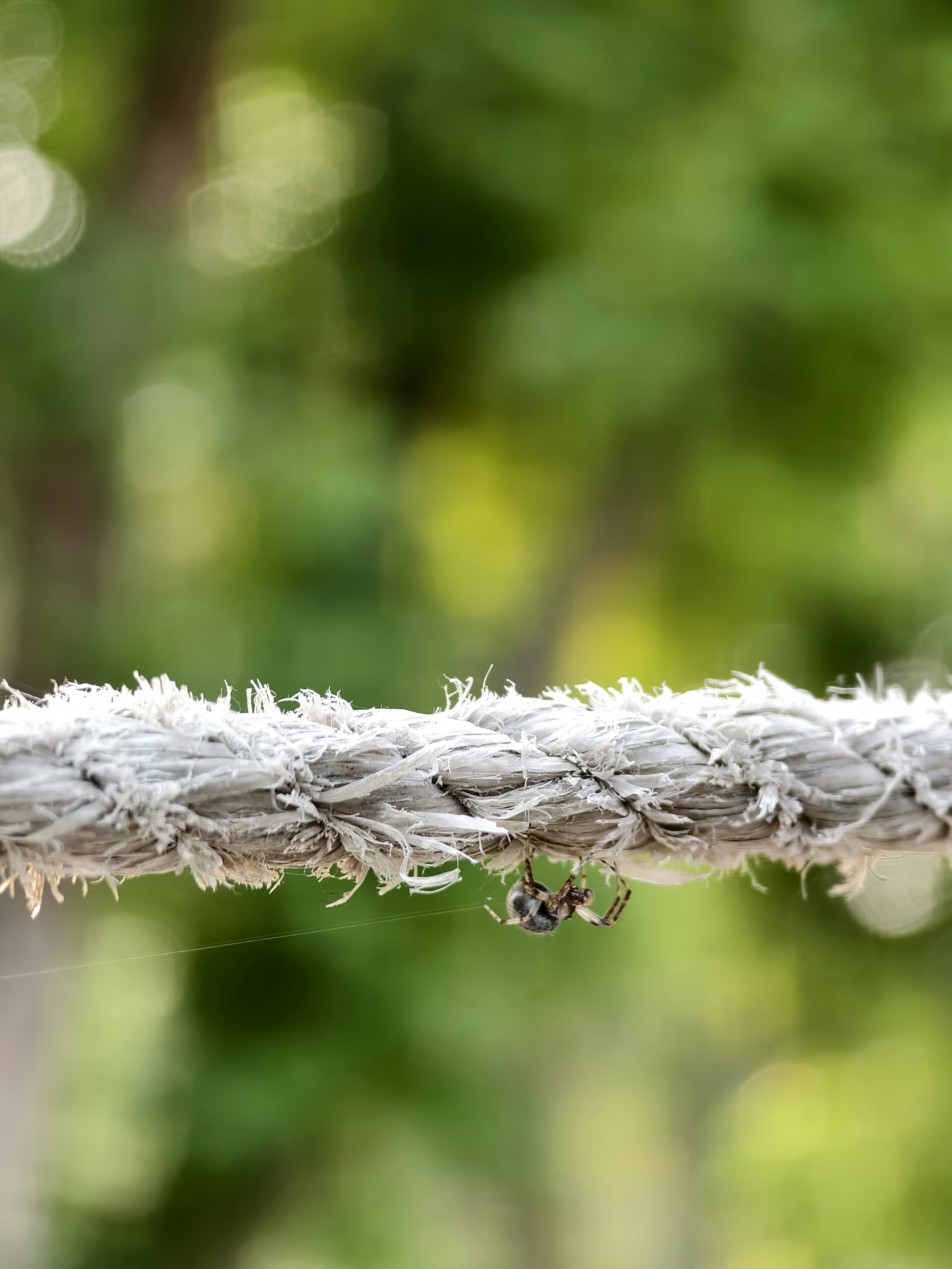 A close up of a rope with a bug on it photo – Free Spider Image on Unsplash