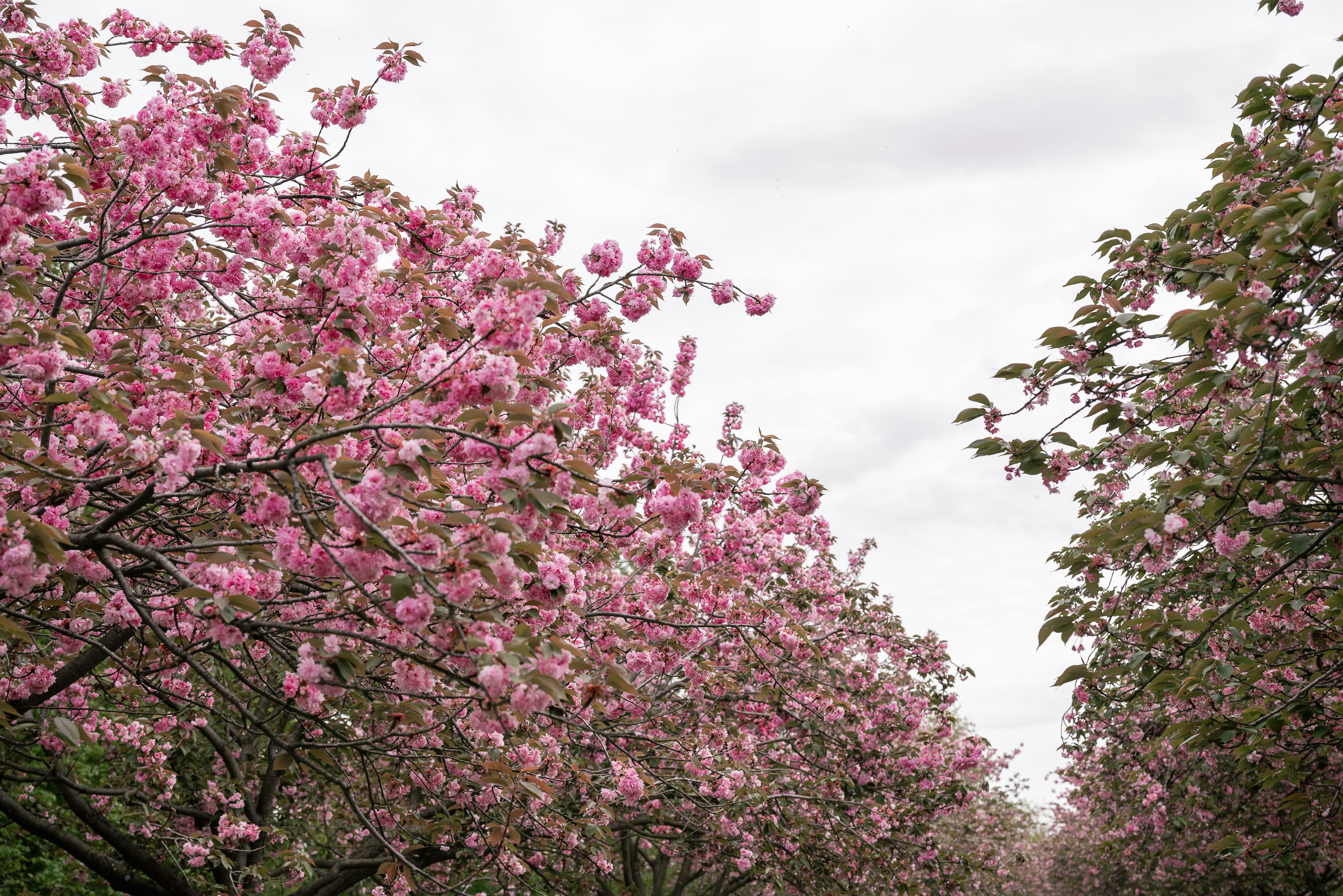 Cherry Blossom Aisle: Pink Canopy Over a Quiet Spring Path