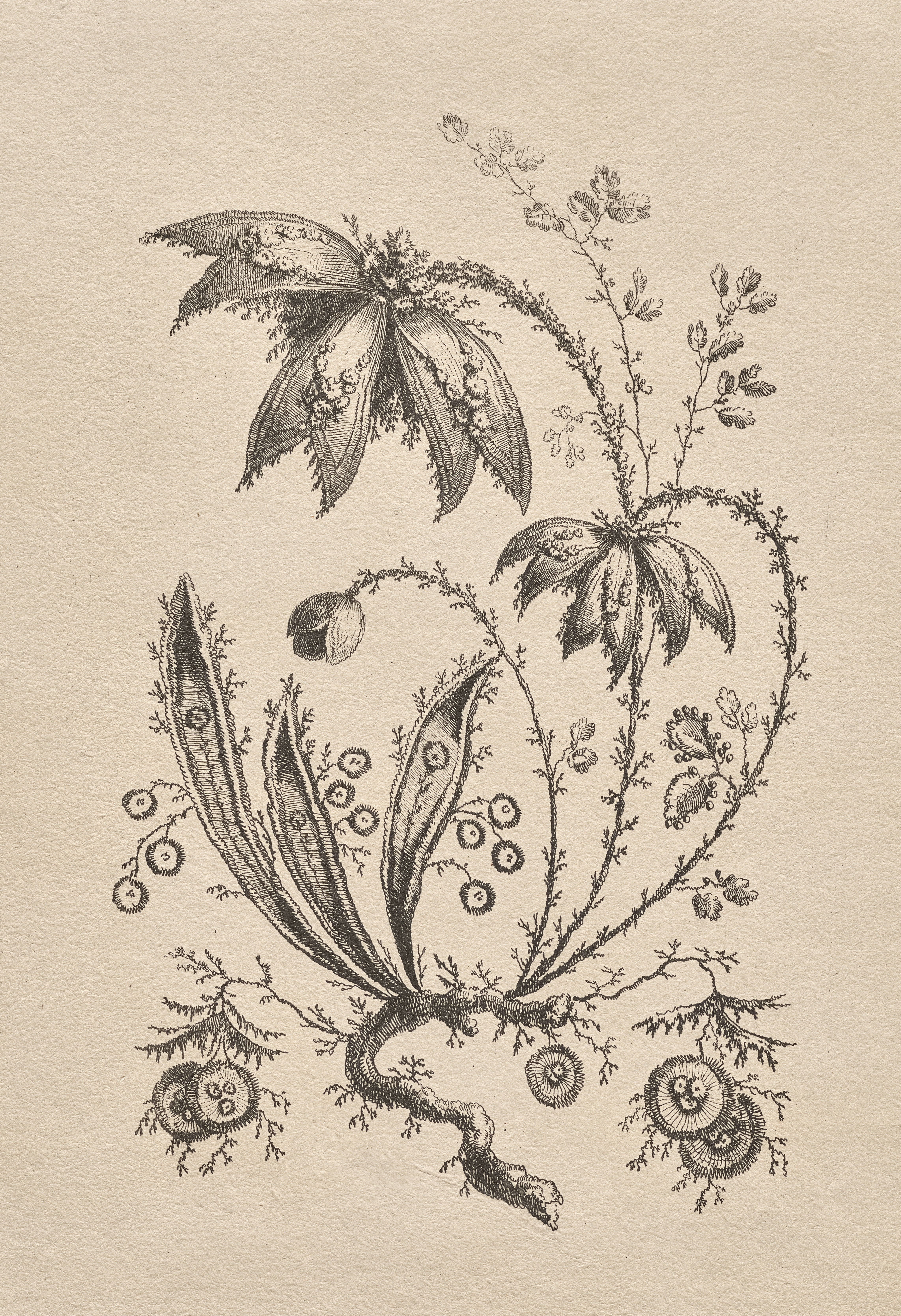 Persian Flowers 1755 Jean Baptiste Pillement (French, 1728–1808) France, 18th century Etching Carole W. and Charles B. Rosenblatt Endowment Fund 2022.250.3 https://www.clevelandart.org/art/2022.250.3