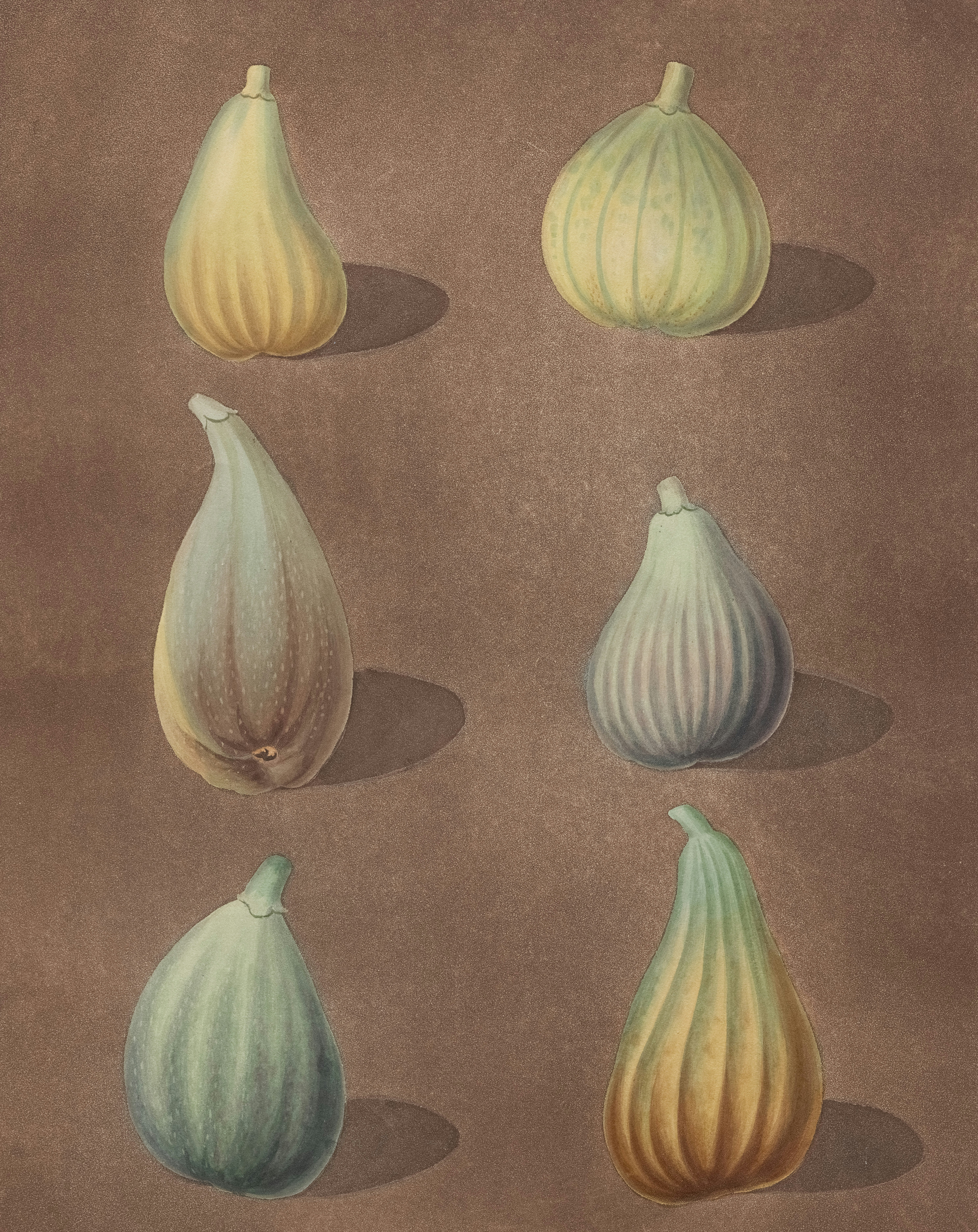 Color-tinted illustration of six onions arranged in two columns on a brown textured background.