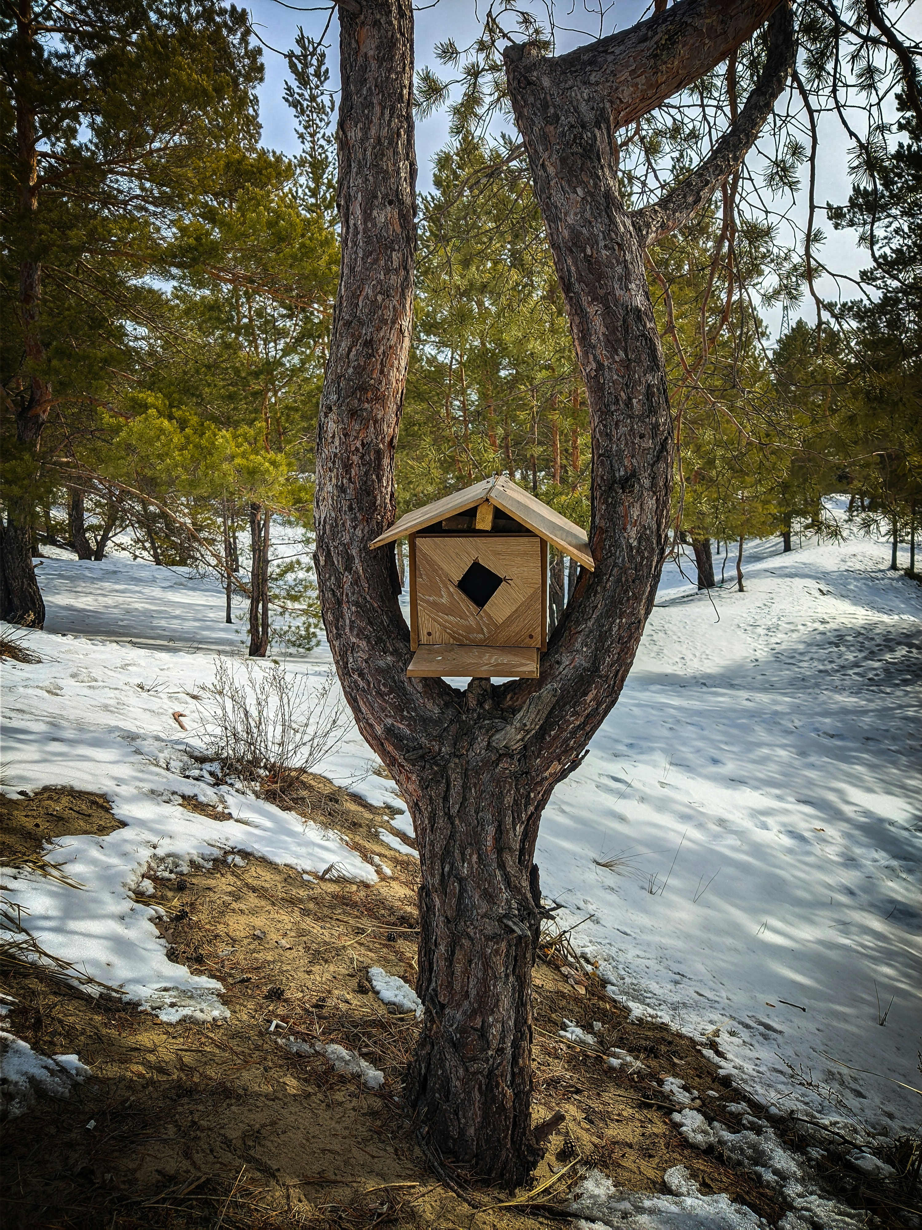 A bird house in a tree in the snow photo – Free Semey Image on Unsplash