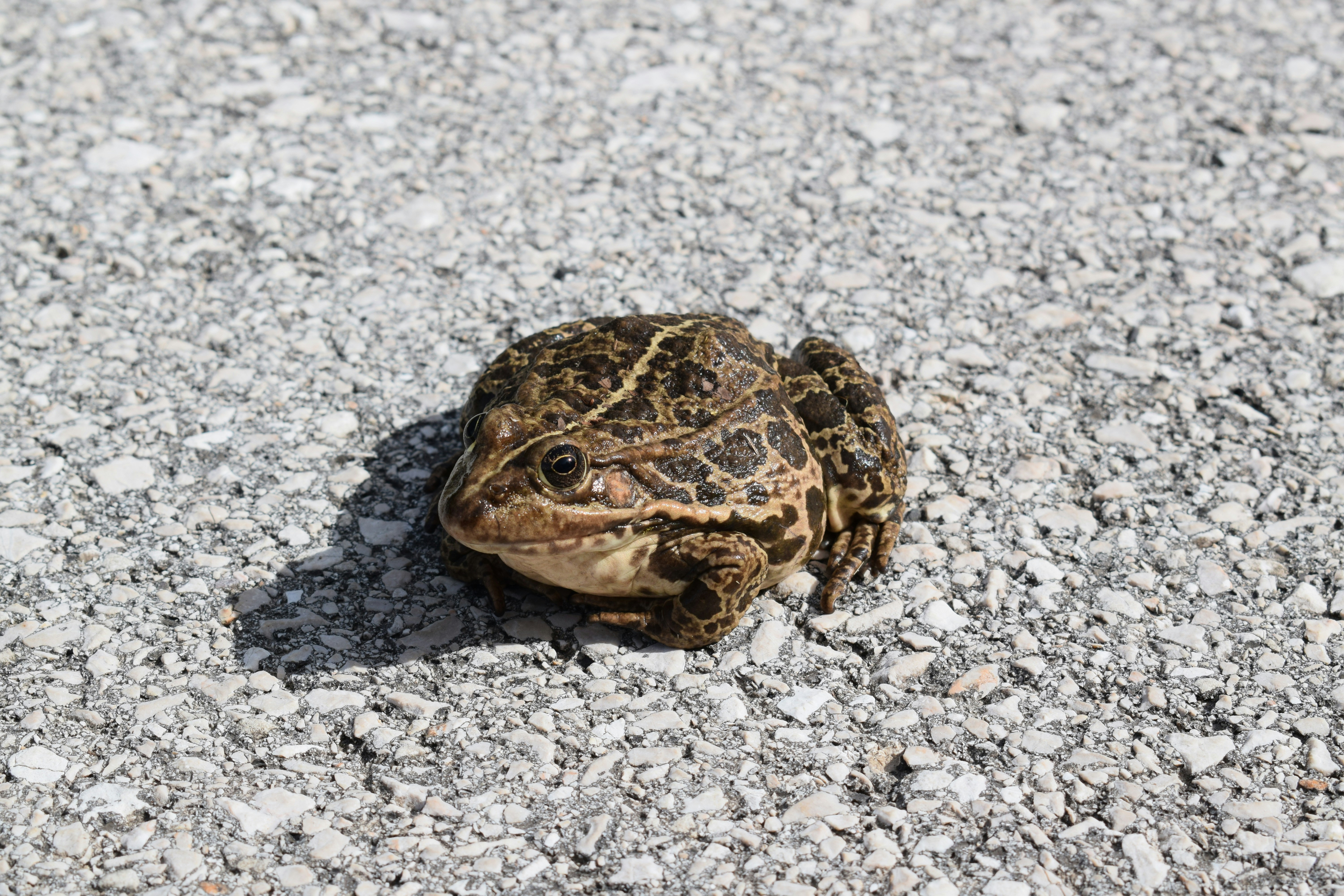 Beautiful frog on the road.