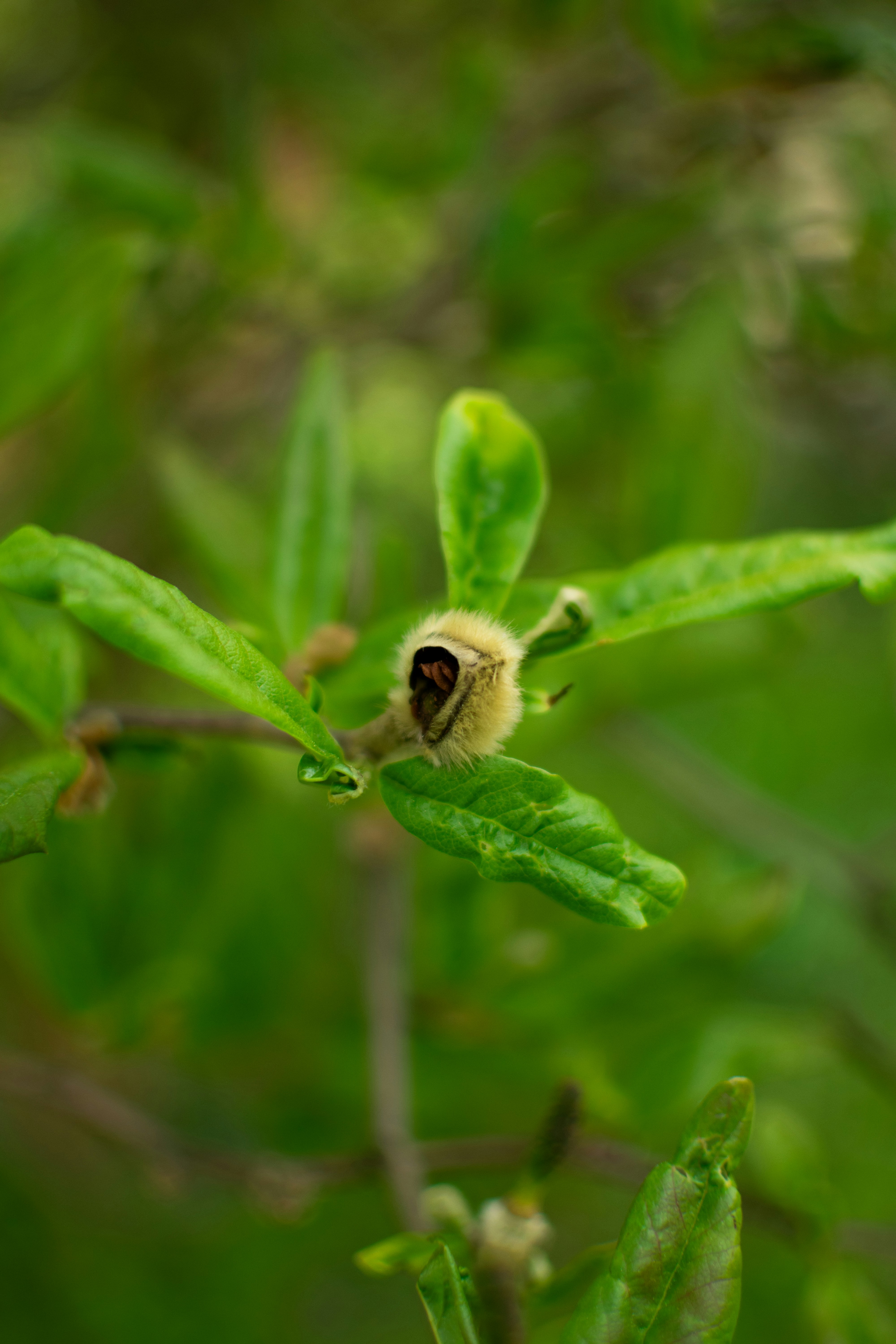 Foto Un primer plano de una hoja con un insecto – Imagen Polonia gratis ...