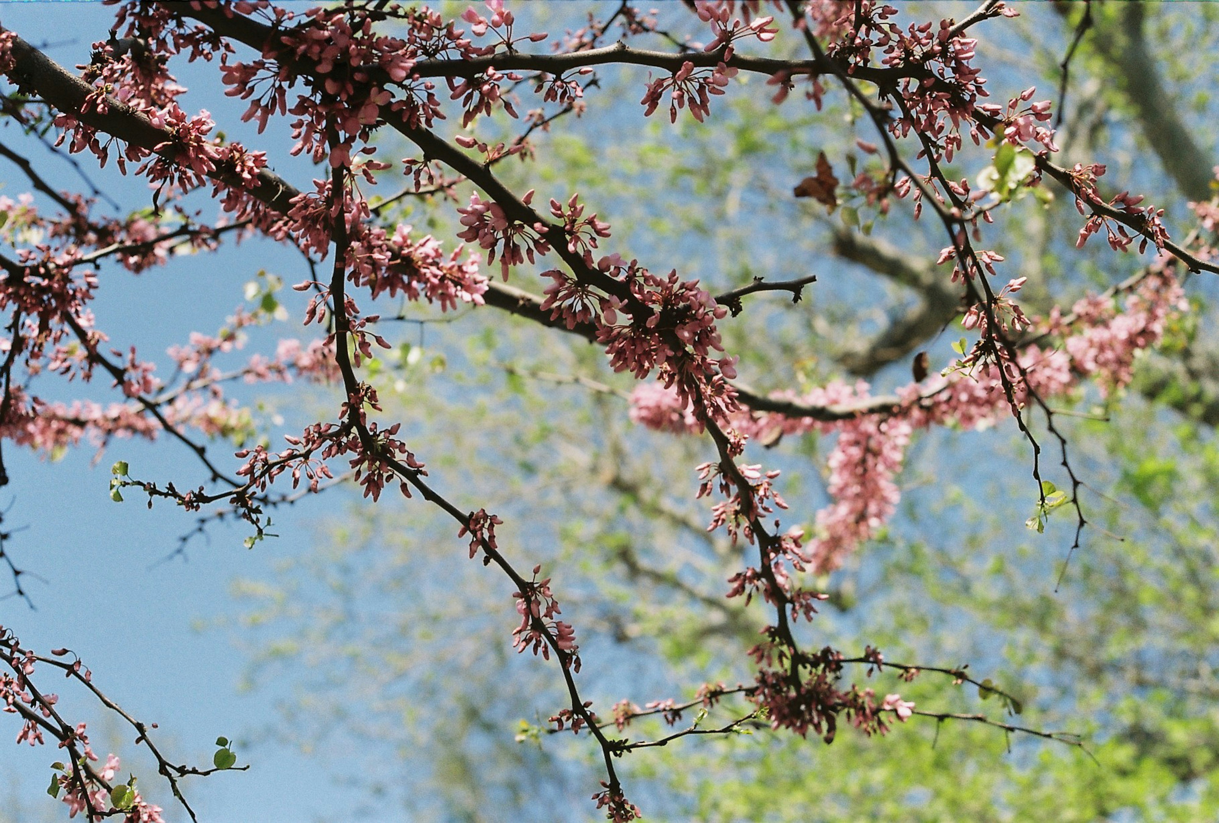 Cherry Blossom Threads Across a Sunlit Blue Sky