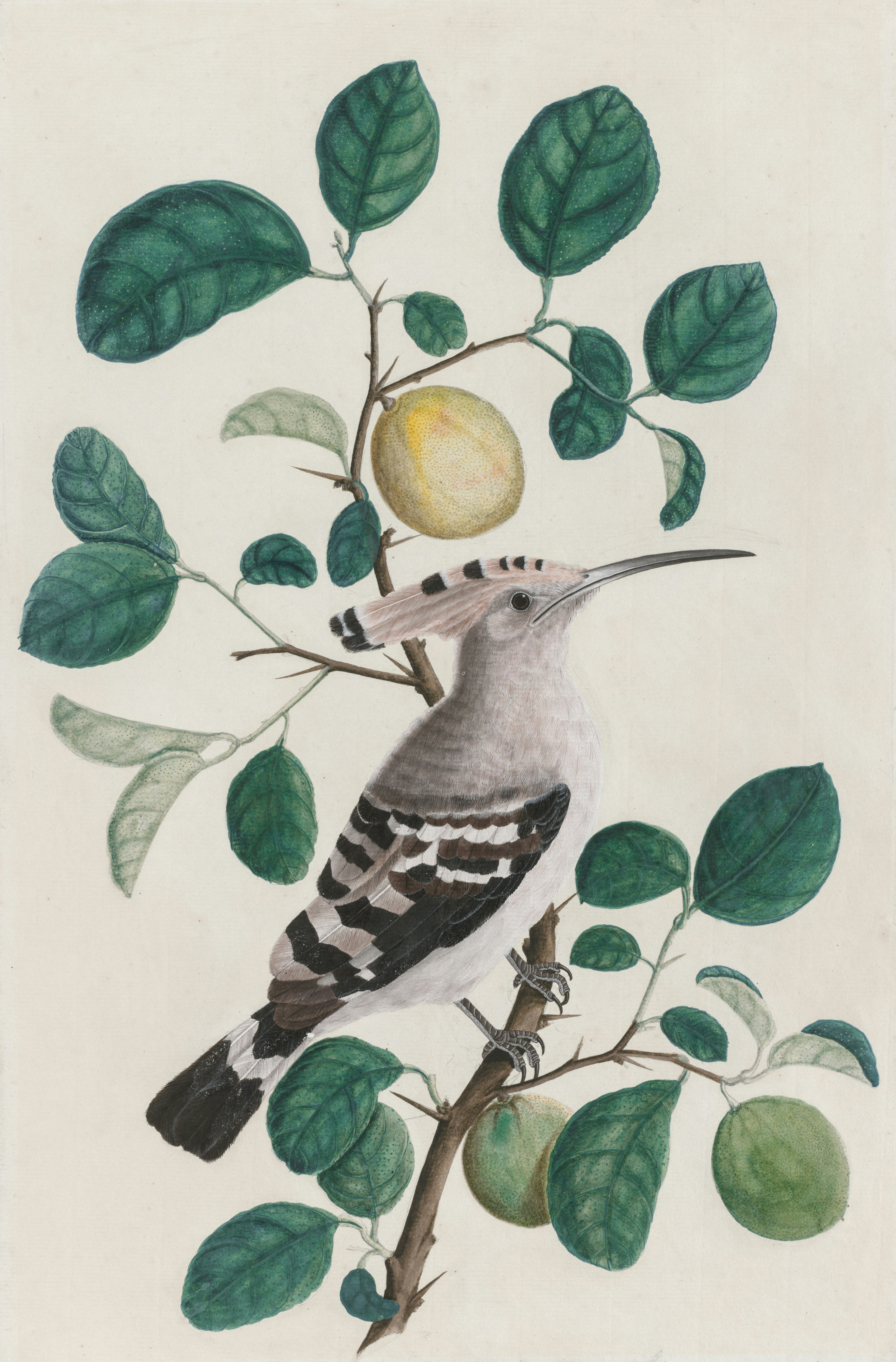 Botanical illustration of a hummingbird perched on a citrus-bearing branch with glossy green leaves.