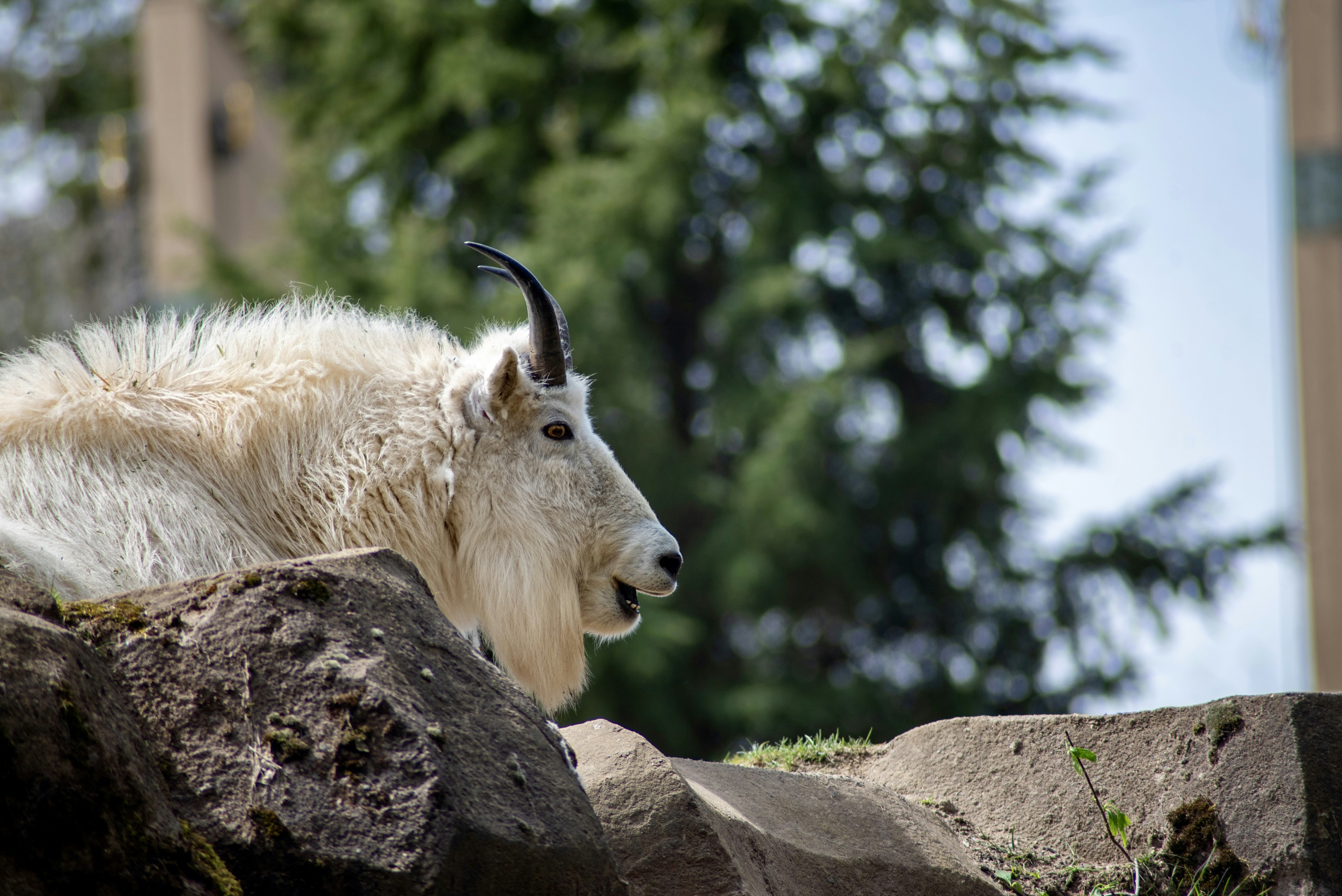 A goat laying on top of a large rock photo – Free Mountain goat Image ...