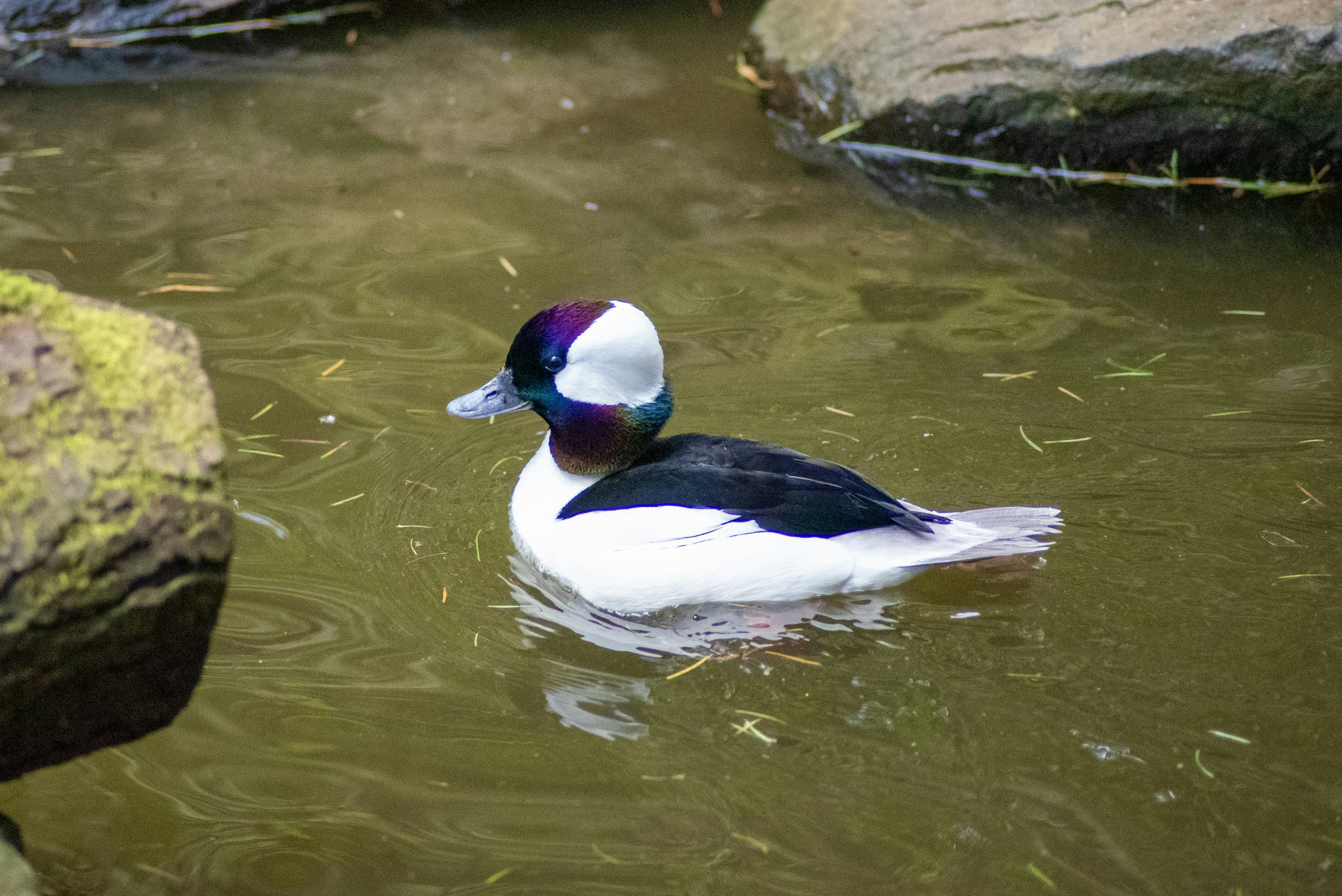 Portrait of a Pied Duck Gliding through Quiet Pond