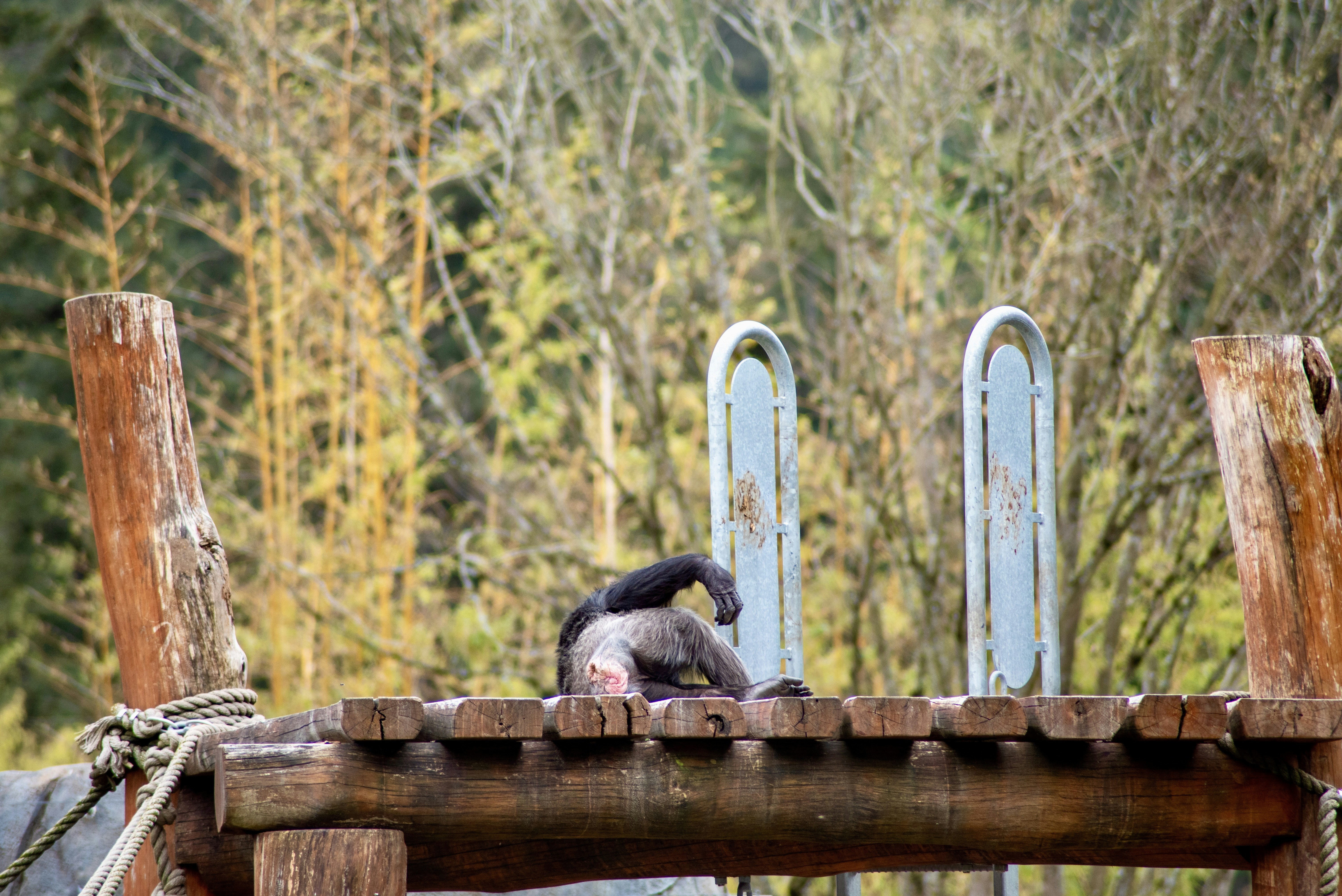 Gorilla on a Weathered Bridge: A Quiet Forest Moment
